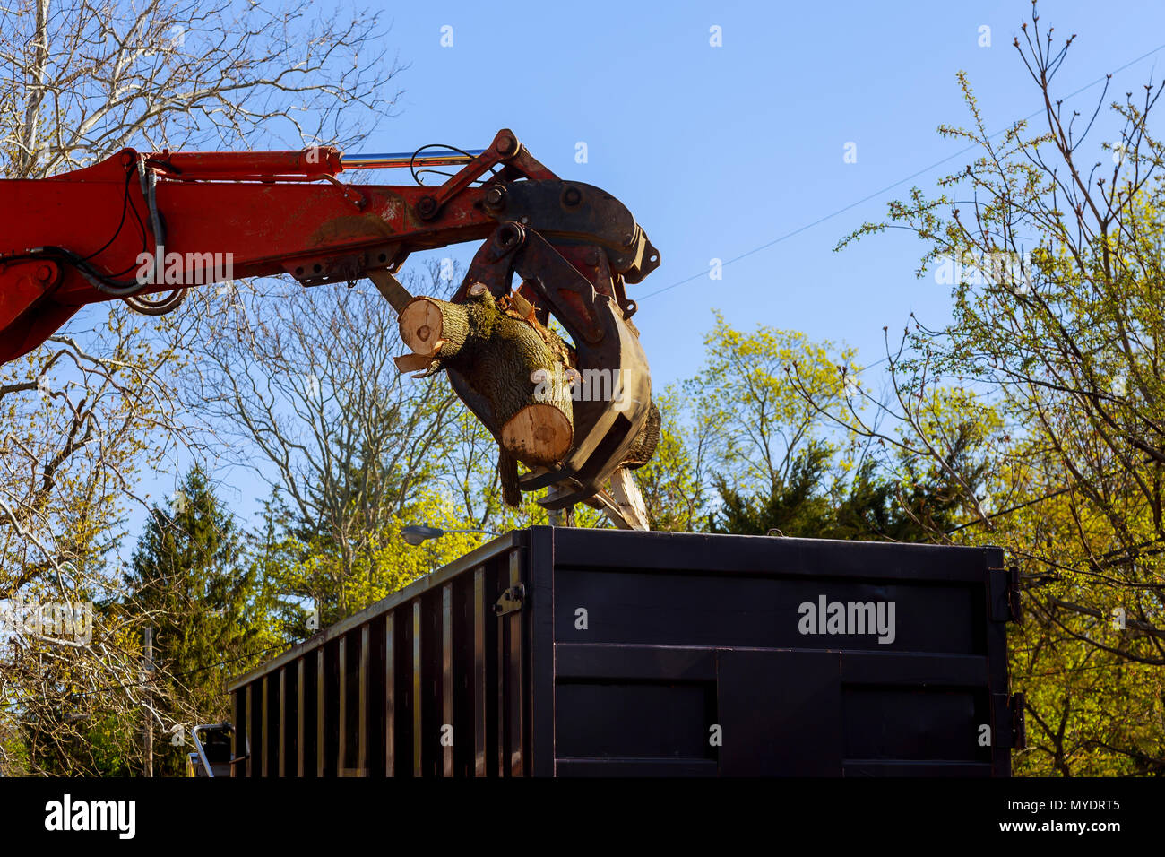 Remote manipulator collecting trees near the road shredder for sawn ...