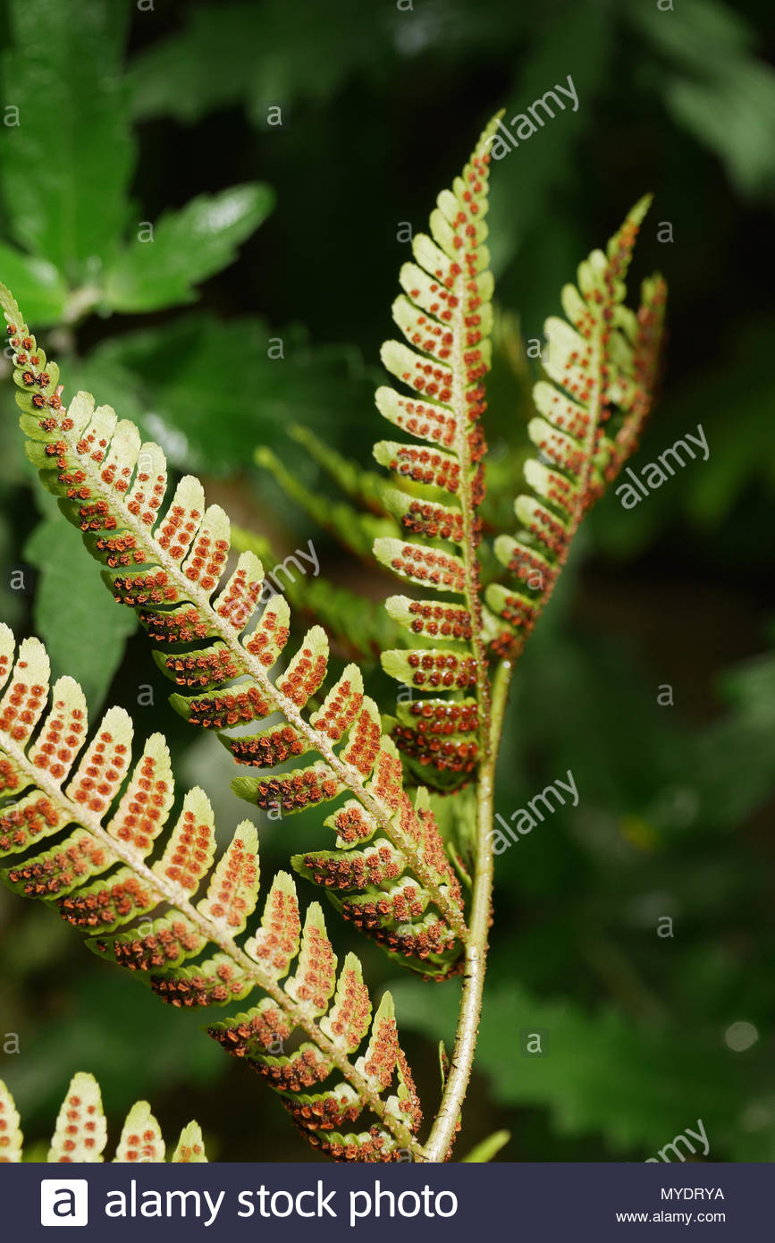 Leaf Spores Stock Photos & Leaf Spores Stock Images - Alamy