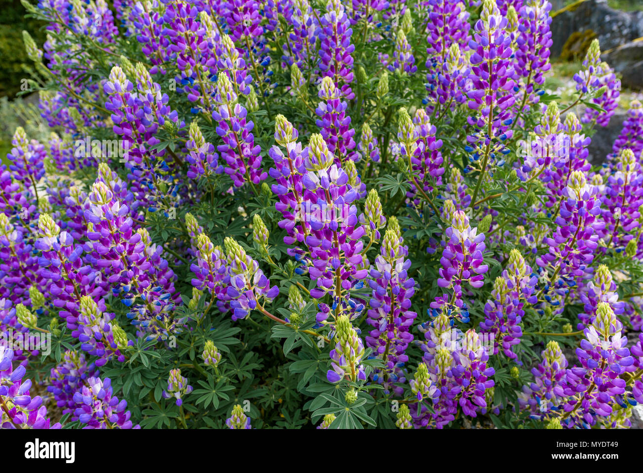 Lupines hi-res stock photography and images - Alamy