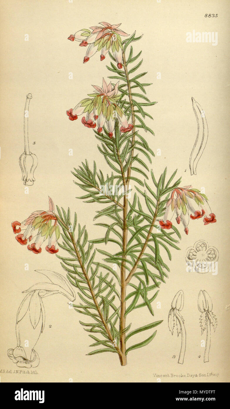 . Erica haroldiana (= Erica eugenea), Ericaceae . 1920. M.S. del., J.N ...