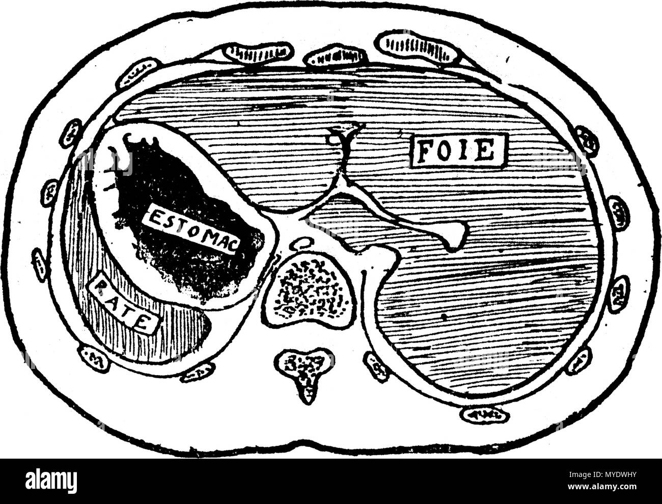 . Français : Figure 8 (d'après Dickinson); COUPE TRANSVERSALE DU THORAX ...