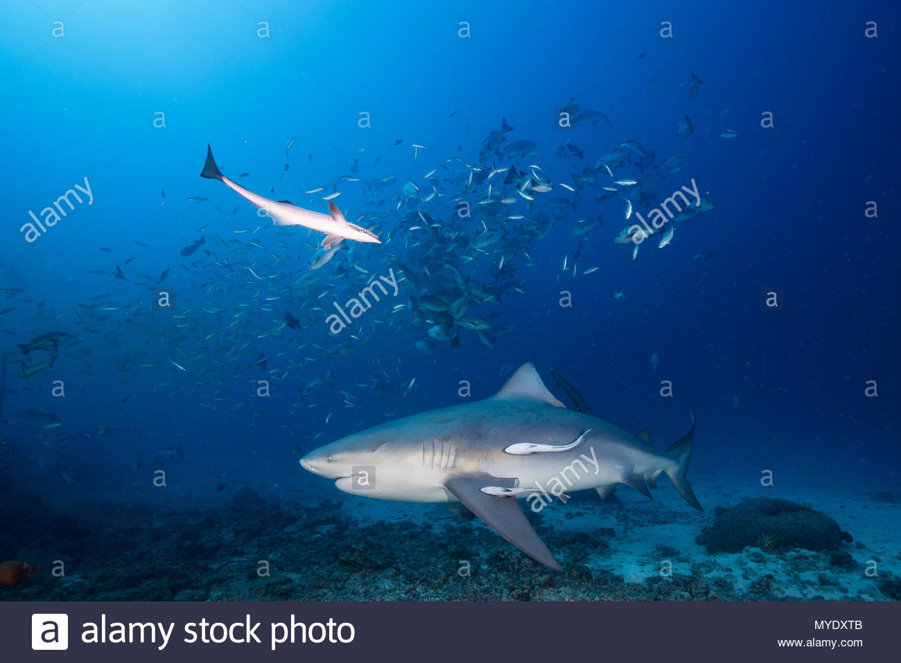 Bull Shark Stock Photos & Bull Shark Stock Images - Alamy