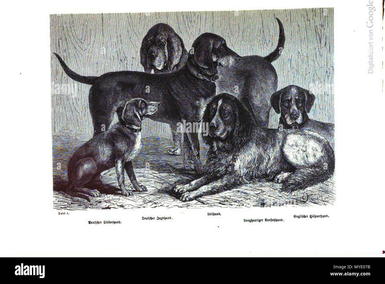 Langhaariger deutscher vorstehhund hi-res stock photography and images ...