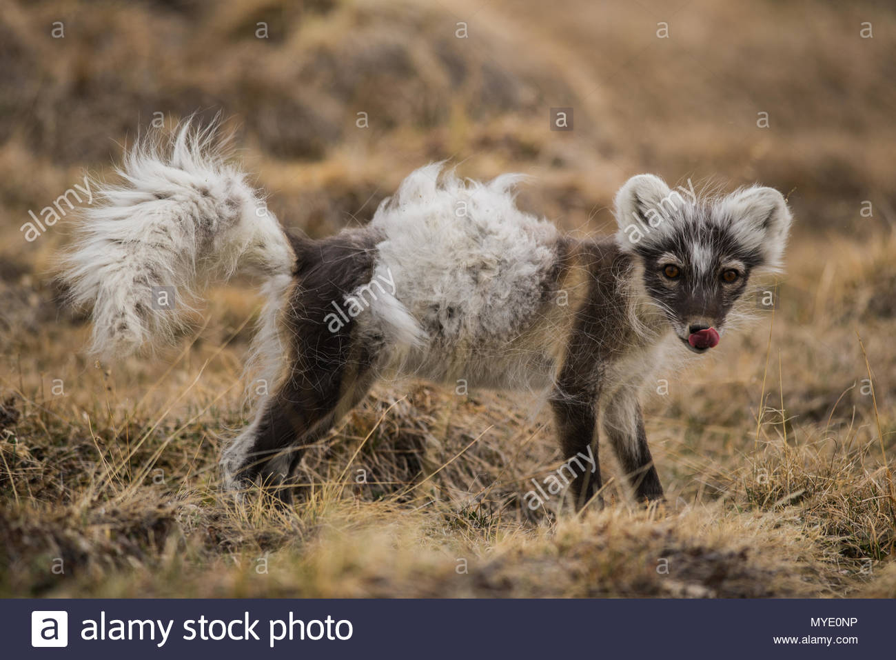 Greenland Arctic Fox Stock Photos & Greenland Arctic Fox Stock Images ...