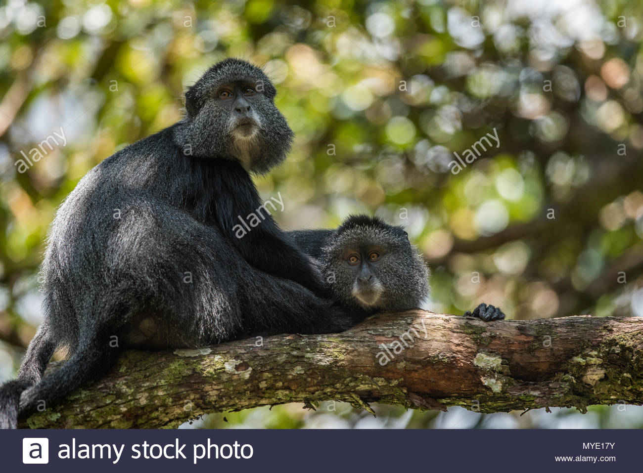 Blue Monkey Stock Photos & Blue Monkey Stock Images - Alamy