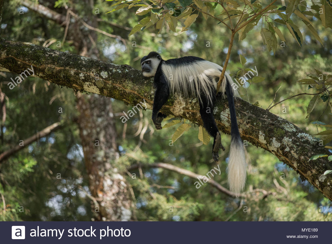 Black Monkey Stock Photos & Black Monkey Stock Images - Alamy