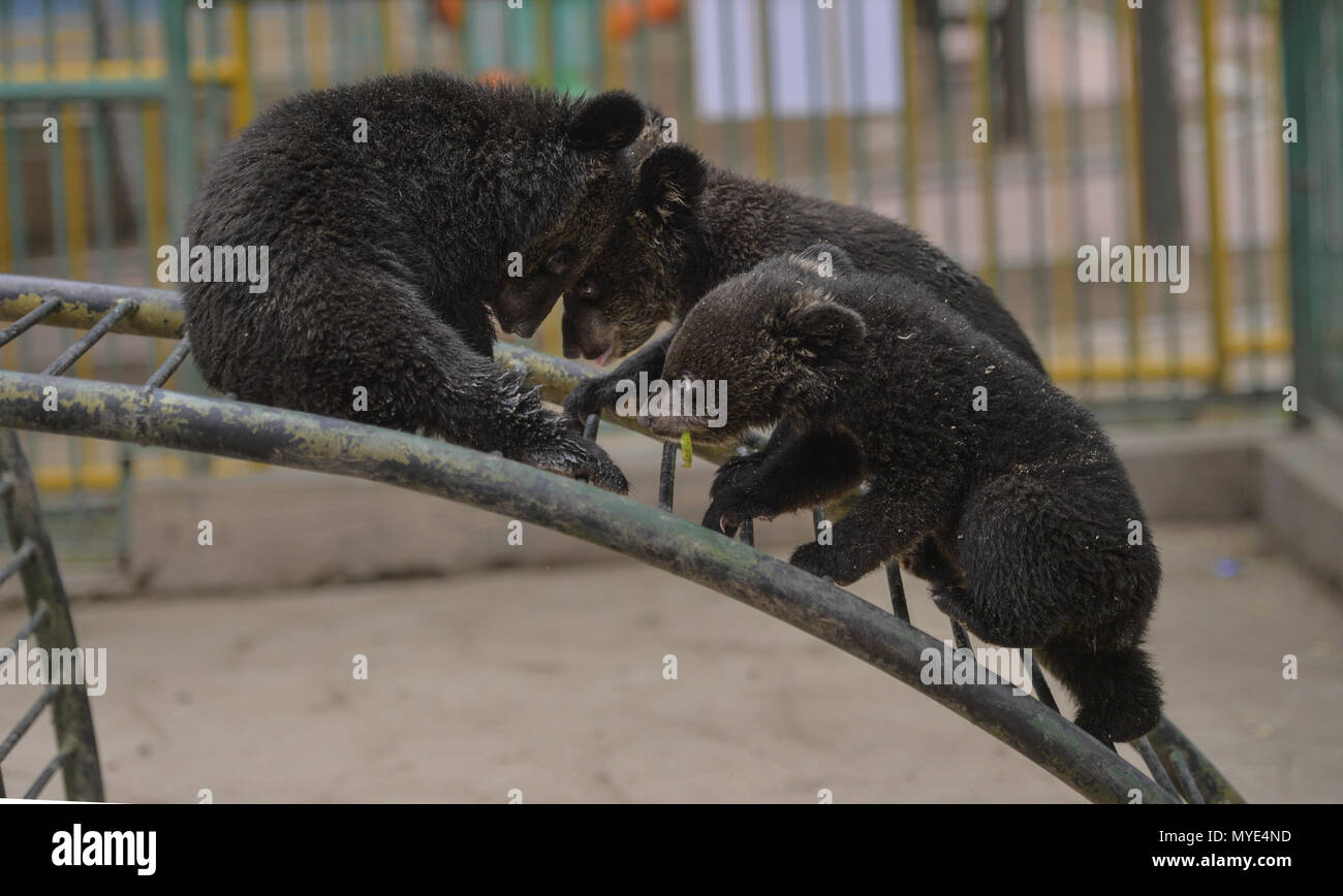 Shenyan, Shenyan, China. 7th June, 2018. Shenyang, CHINA-7th June 2018 ...