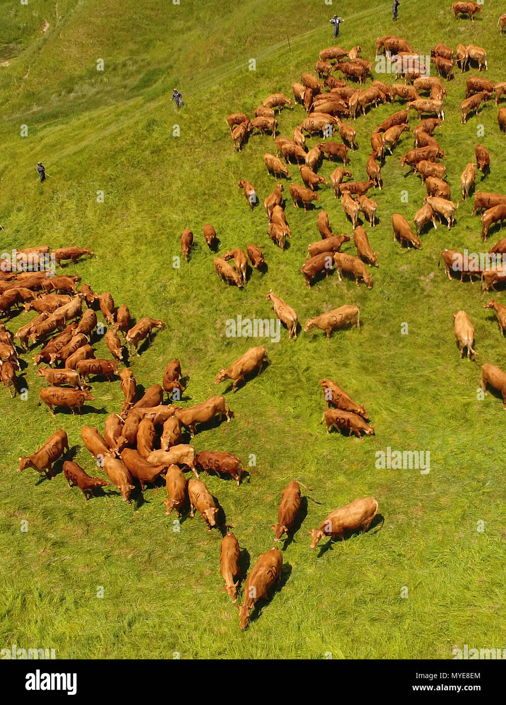 07th June, 2018. Cattle on pasture A herd of Korean cattle that have ...