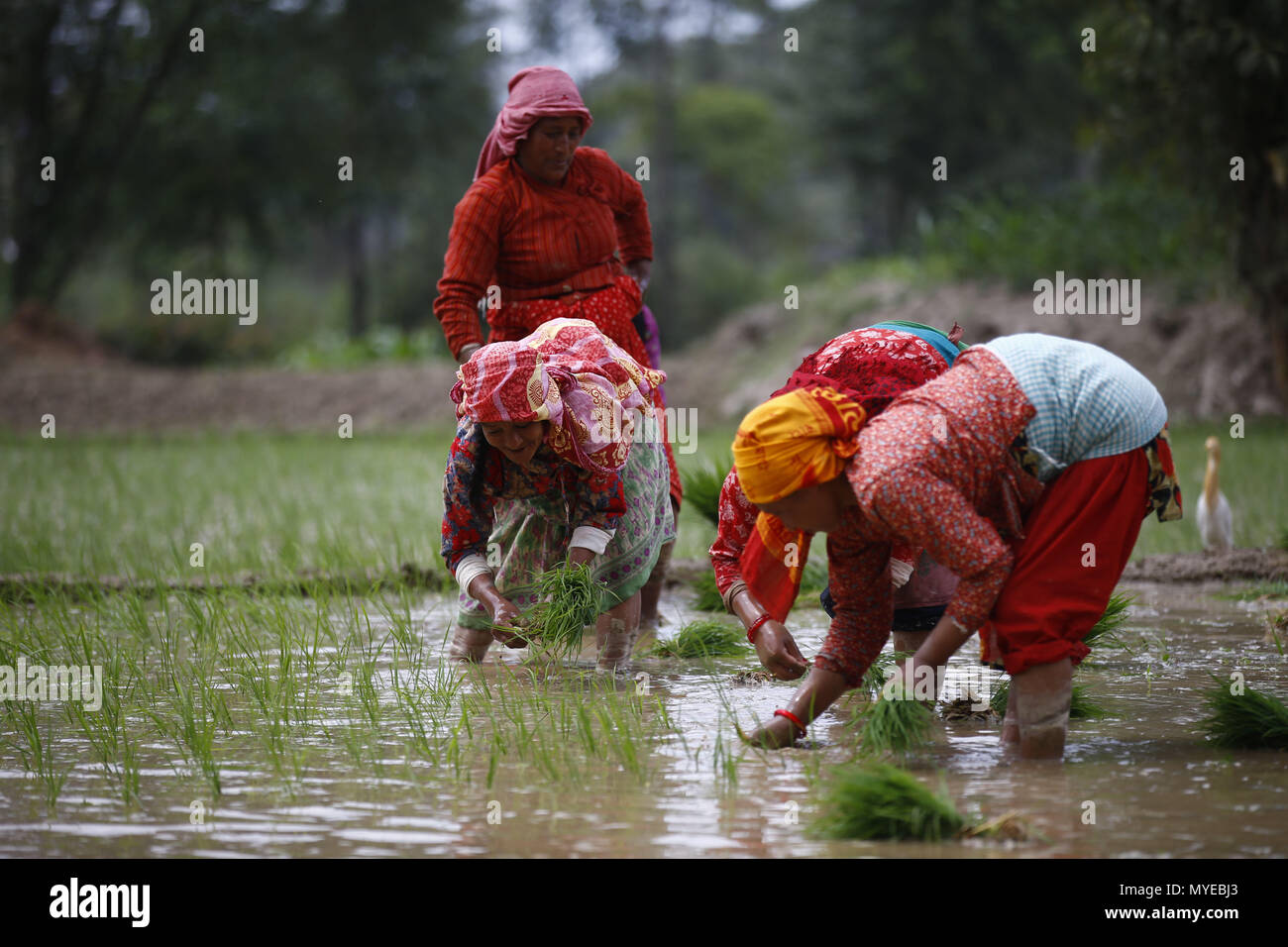 Farmers plant paddy saplings hi-res stock photography and images - Alamy