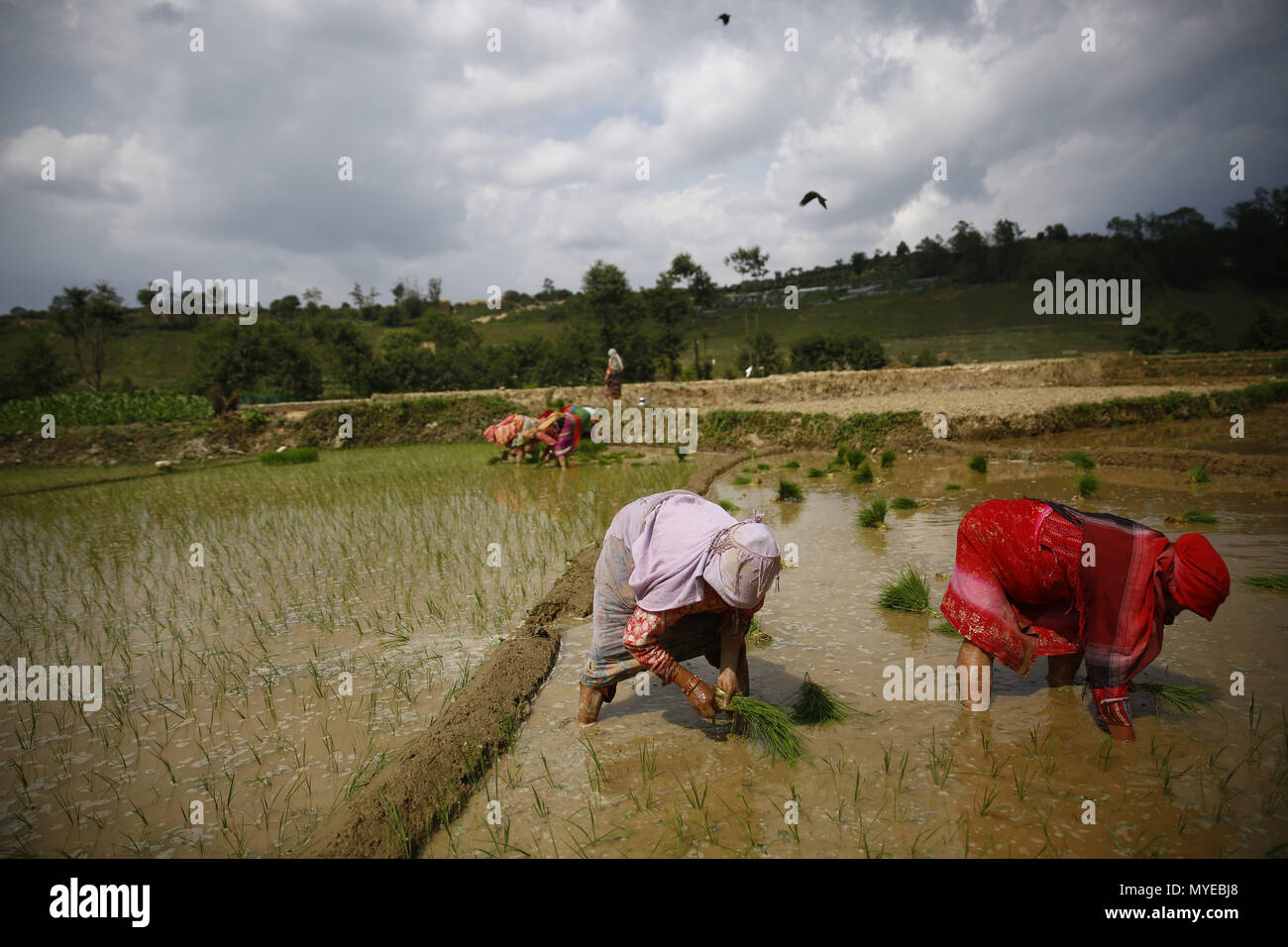 Kathmandu, Nepal. 7th June, 2018. Nepalese women farmers plant rice ...