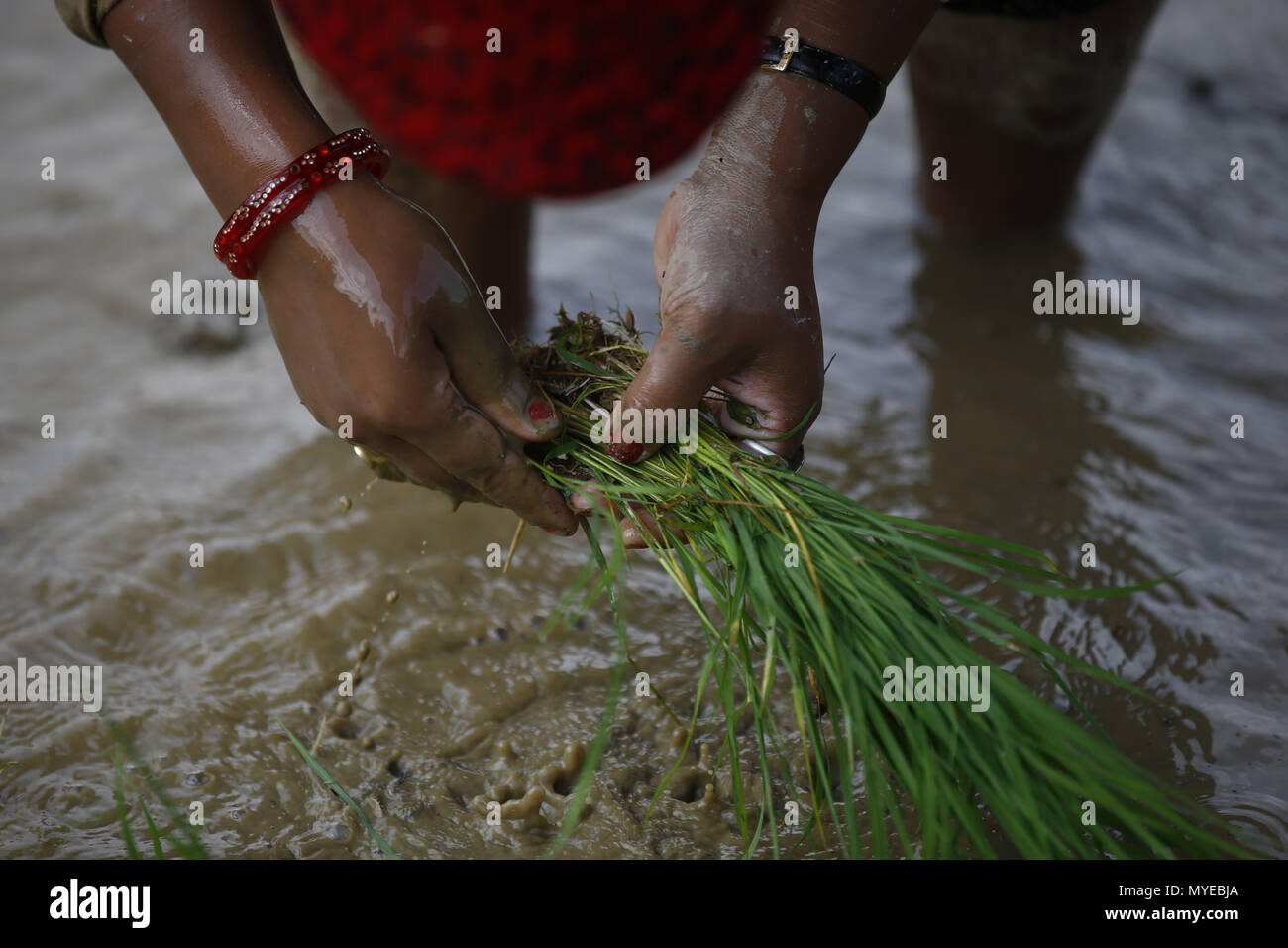 Kathmandu, Nepal. 7th June, 2018. A Nepalese woman farmer plants rice ...