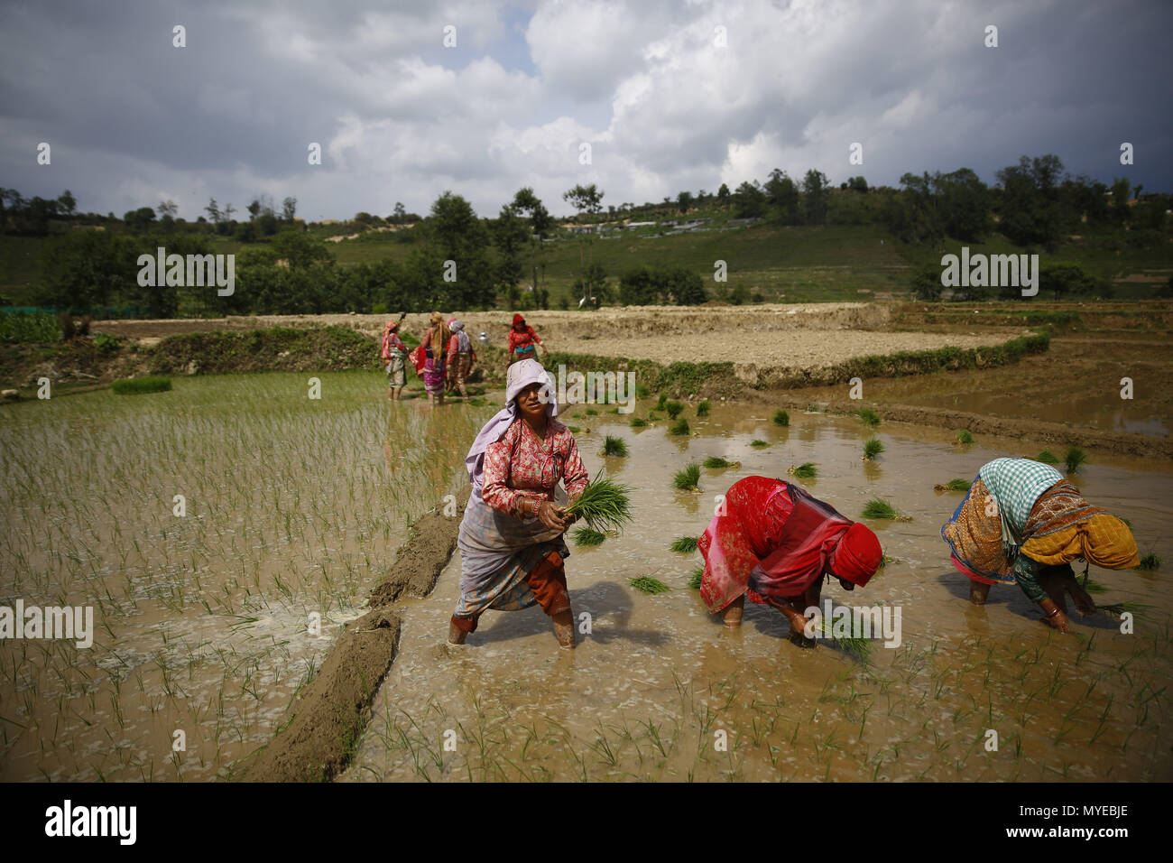 Kathmandu, Nepal. 7th June, 2018. Nepalese women farmers plant rice ...