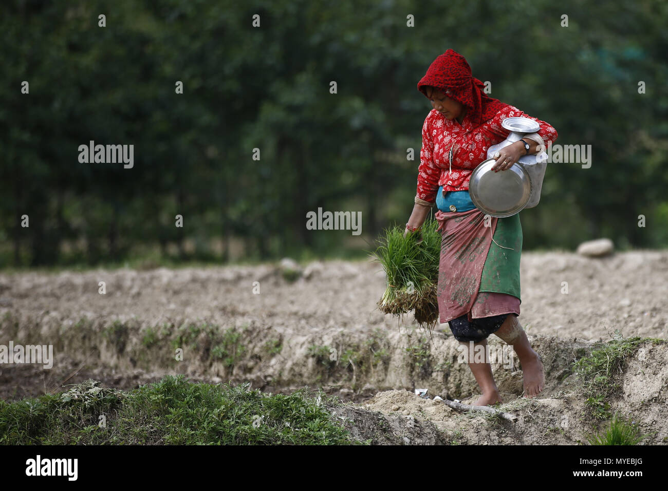 Kathmandu, Nepal. 7th June, 2018. Nepalese farmers walk to rest after ...