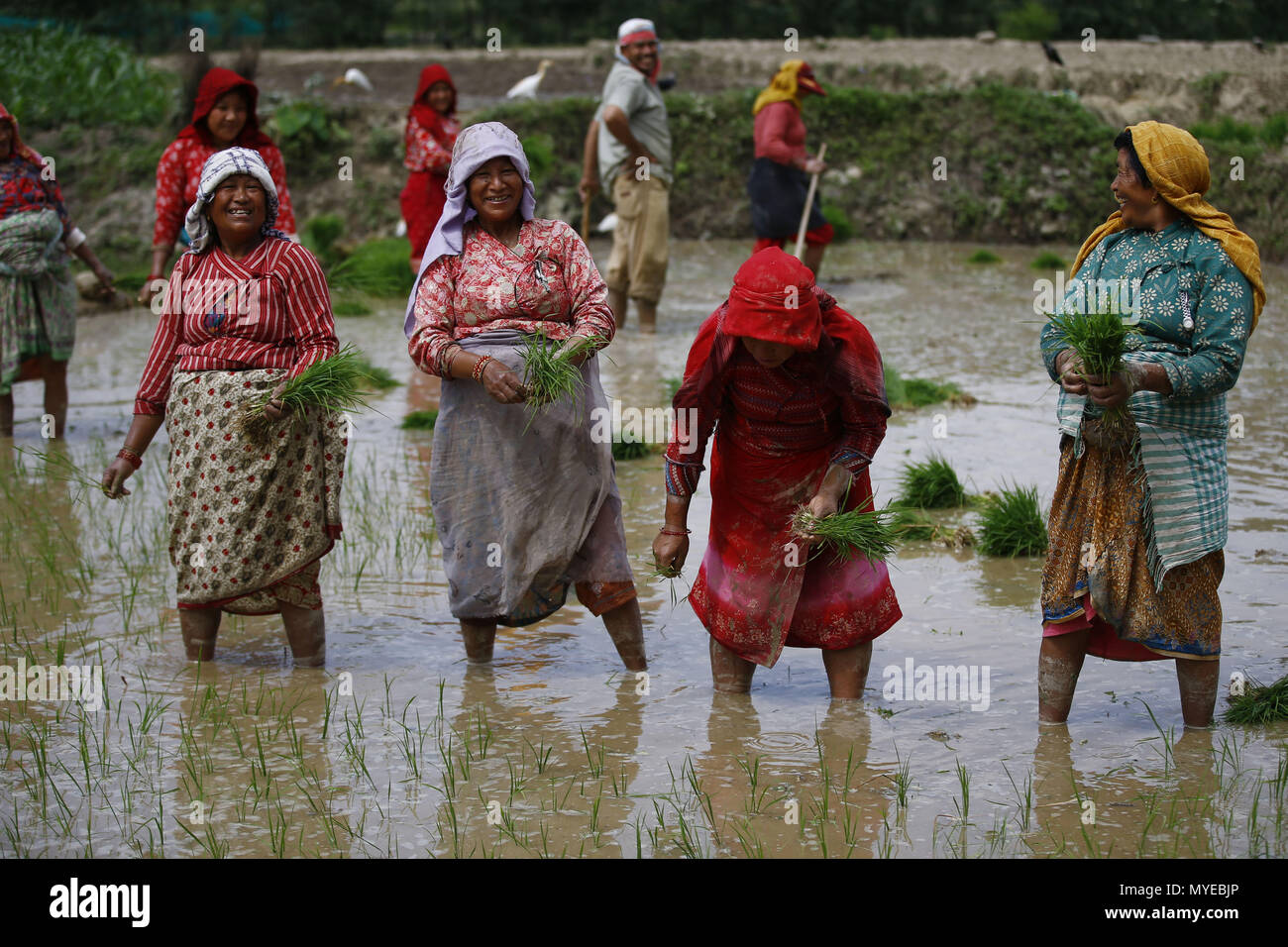 Kathmandu, Nepal. 7th June, 2018. Nepalese farmers react as they plant ...