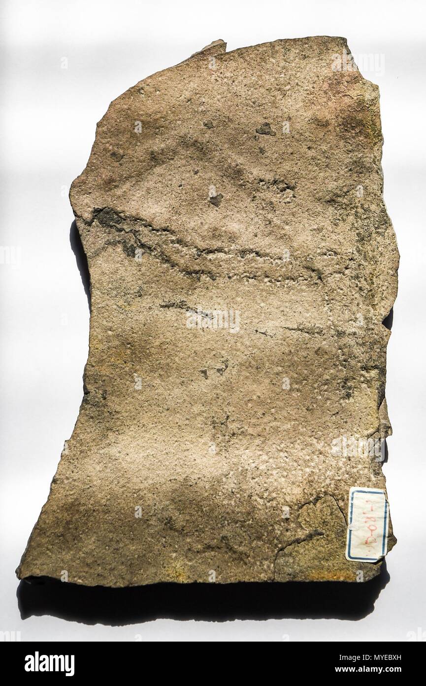 Ediacaran period hi-res stock photography and images - Alamy