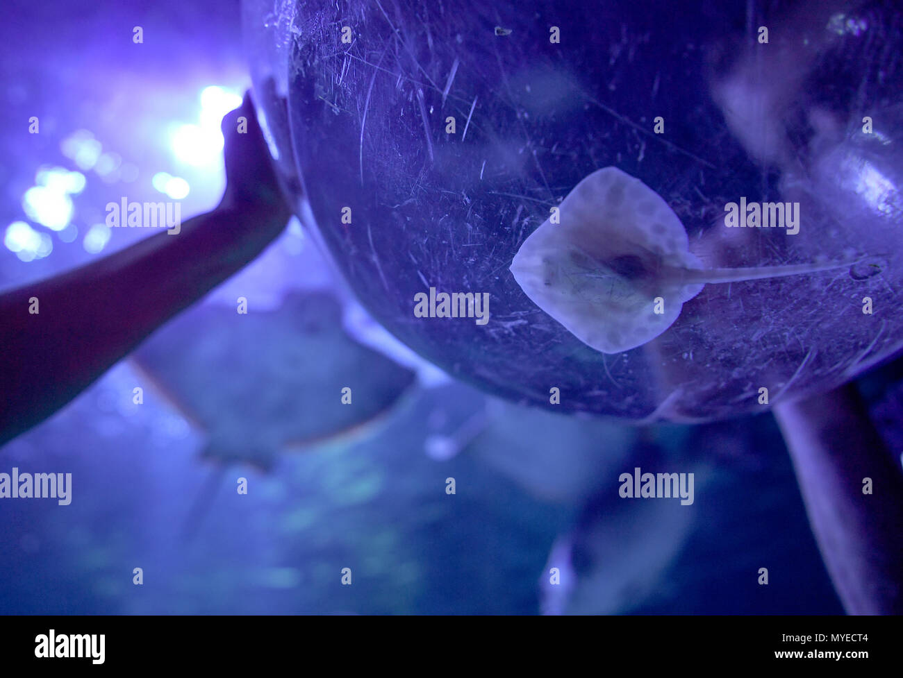07 June 2018, Germany, Berlin: A baby ray swimming in a bowl of water ...