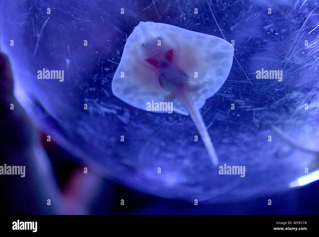 07 June 2018, Germany, Berlin: A baby ray swimming in a bowl of water ...