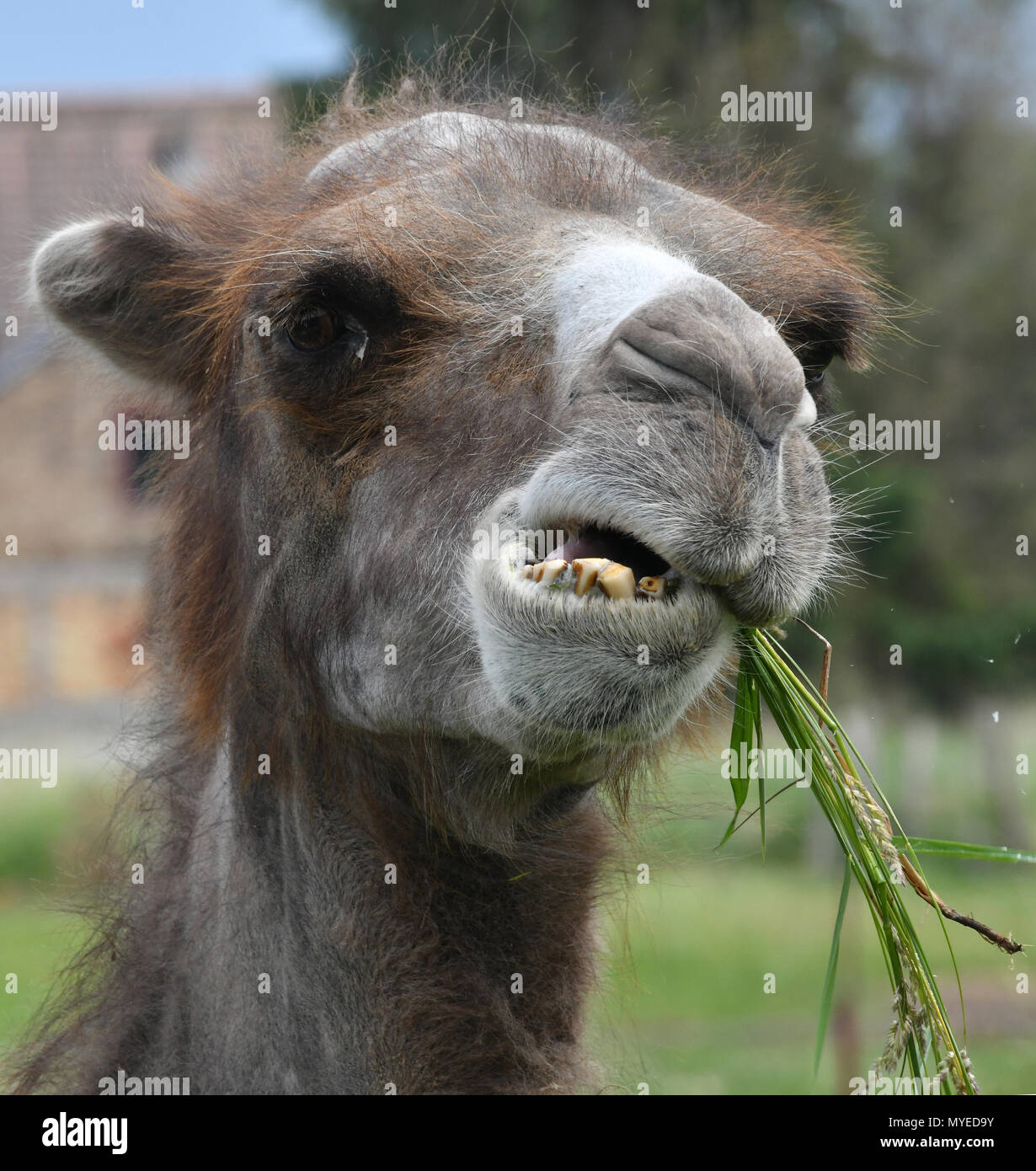 Bull camels hi-res stock photography and images - Alamy