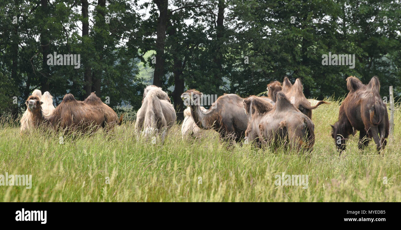Cows and camel hi-res stock photography and images - Alamy