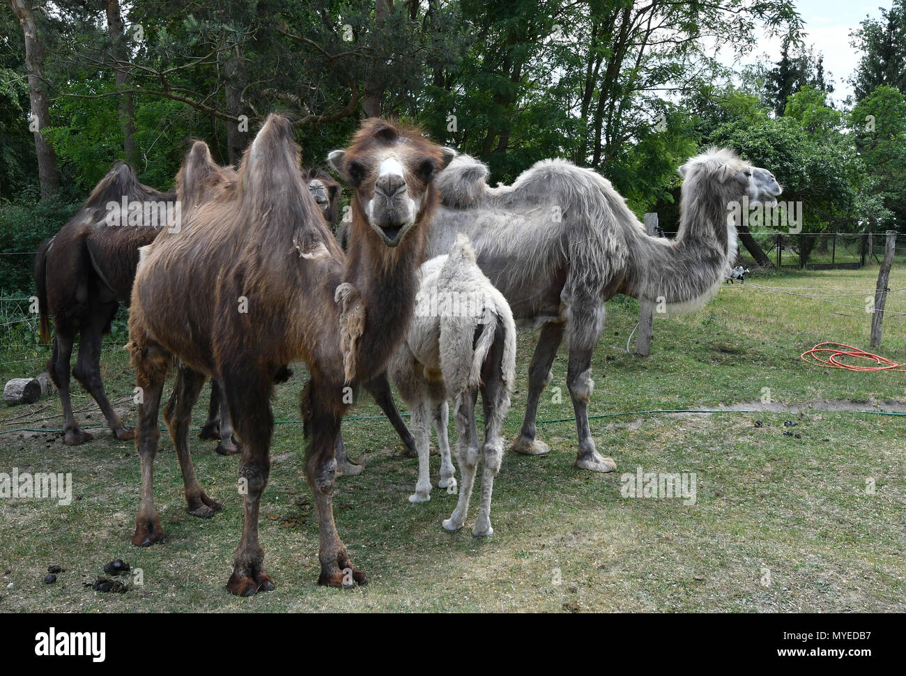 Bull camels hi-res stock photography and images - Alamy