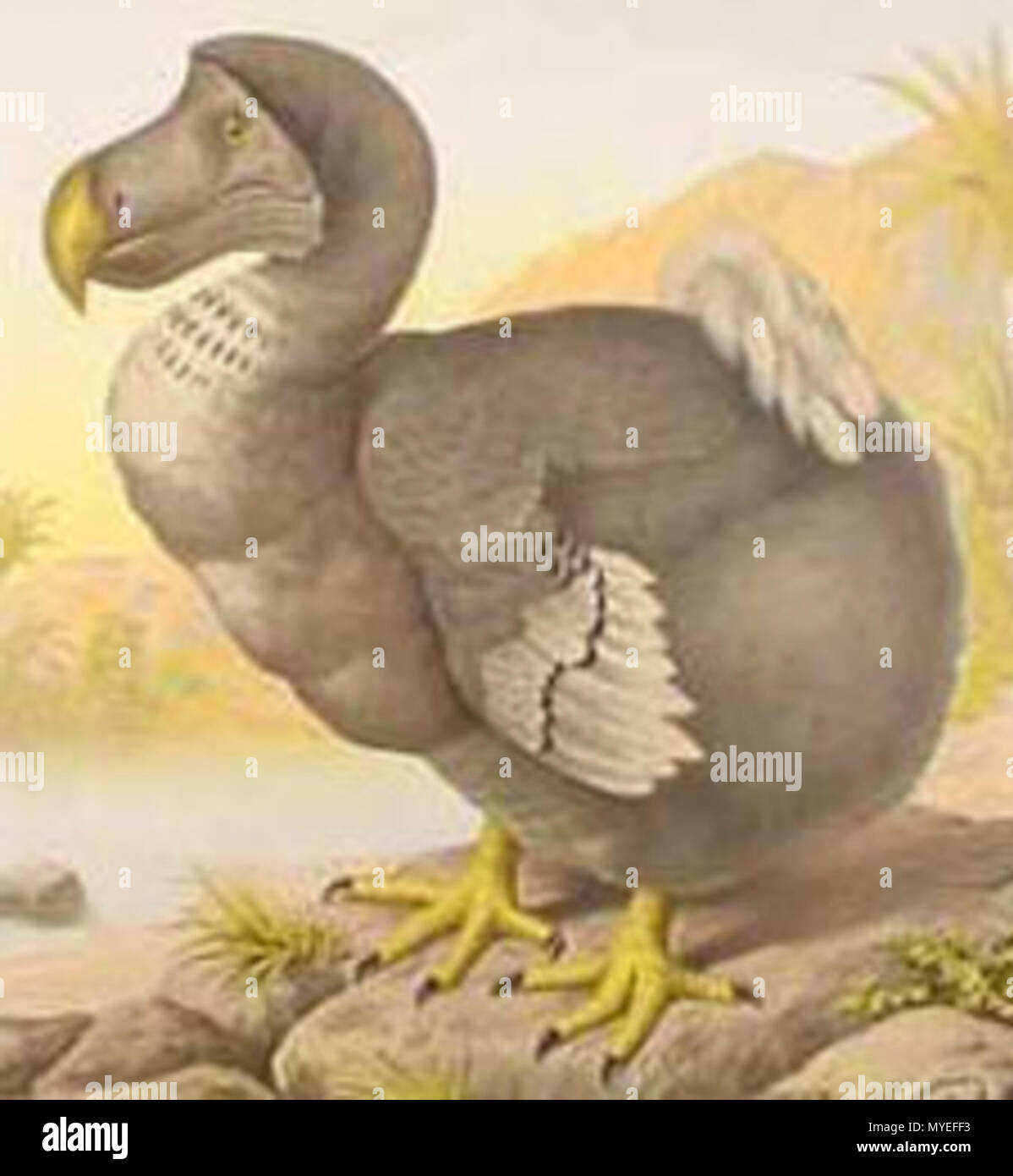 Raphus cucullatus extinct dodo bird hi-res stock photography and images ...