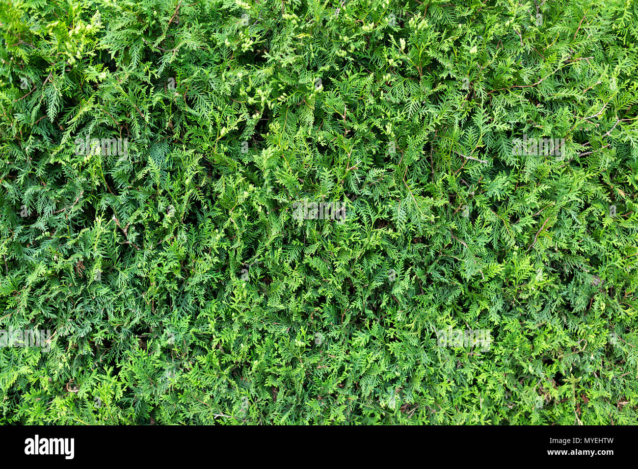 texture of a green bush Stock Photo - Alamy