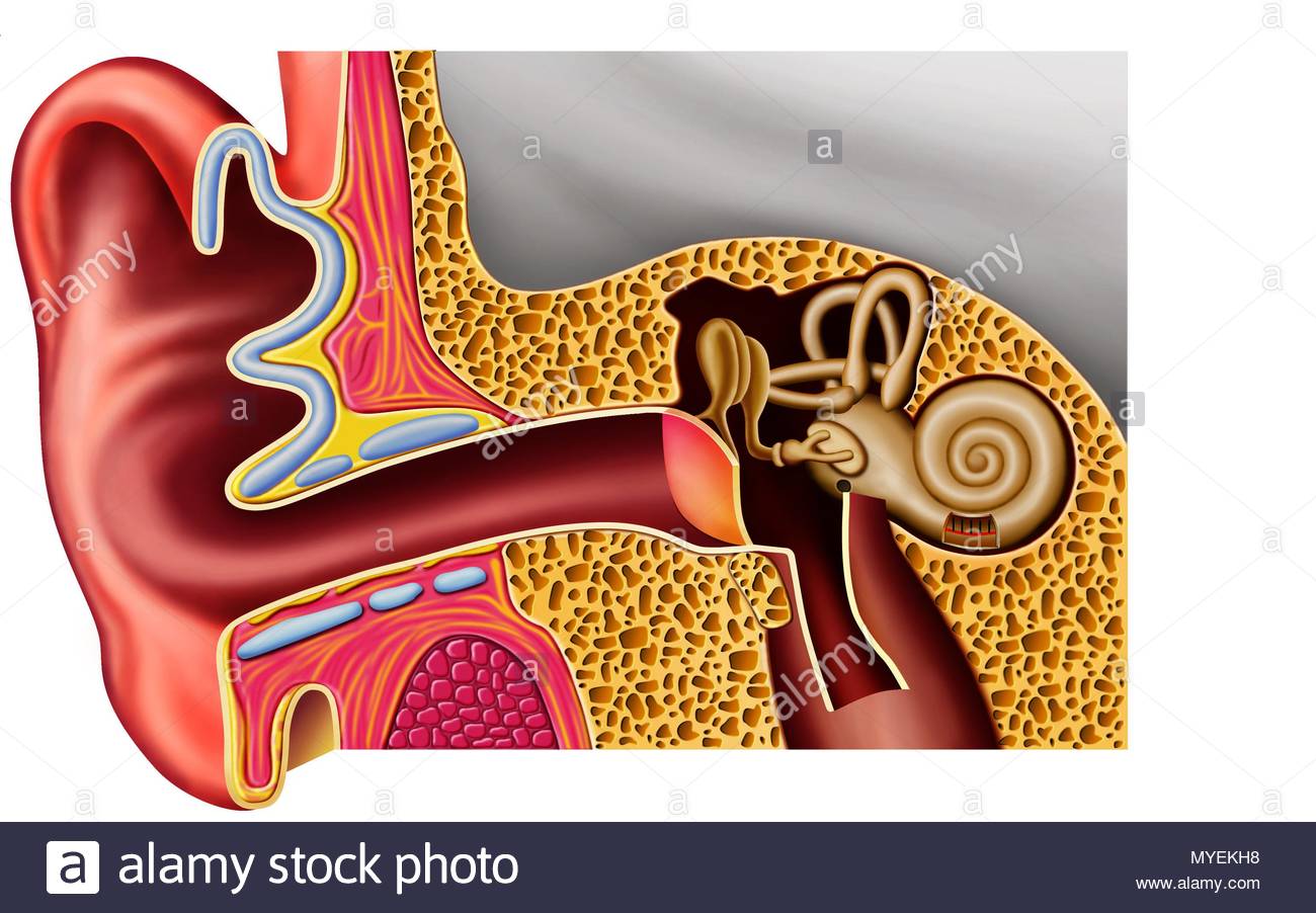 Medical Infographics Text Anatomy Illustration Stock Photos & Medical ...