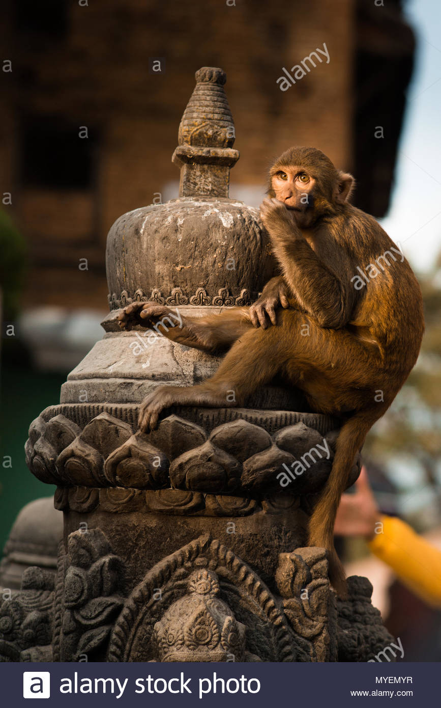 Buddhist Temple Animals Stock Photos & Buddhist Temple Animals Stock ...