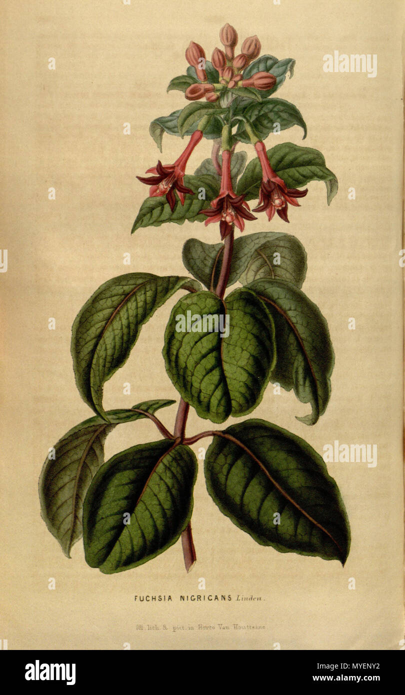. Fuchsia sylvatica ( syn. Fuchsia nigricans) . 1849. Linden 199 ...