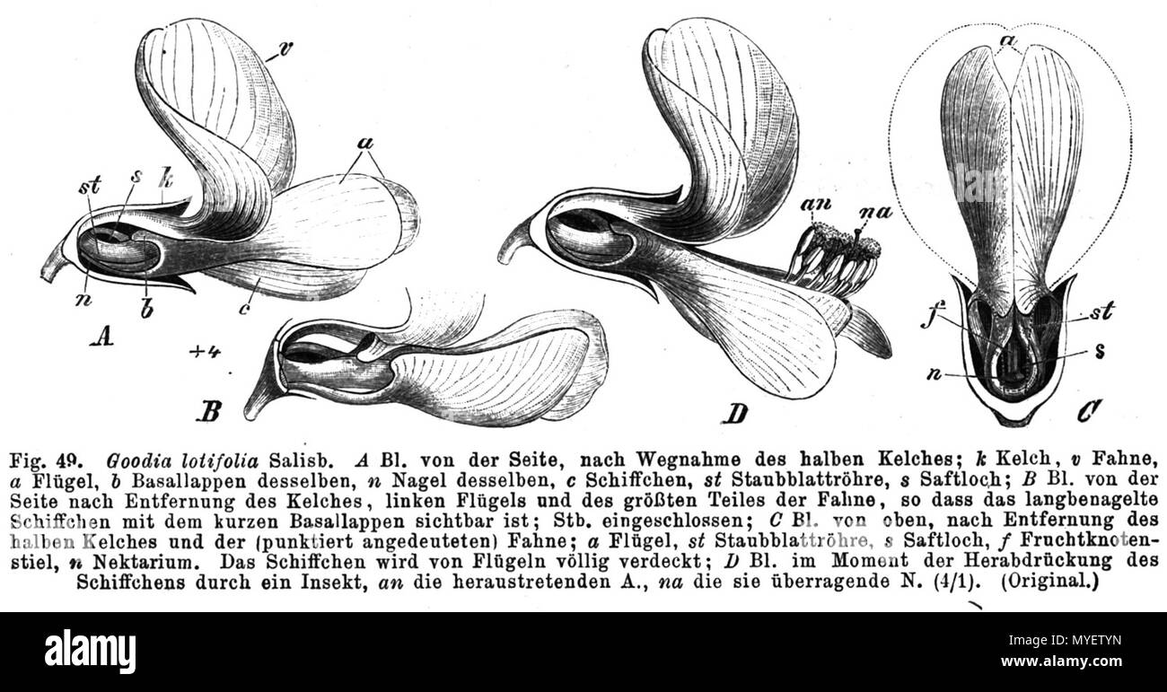. Illustration from book . 1891. Paul Hermann Wilhelm Taubert (1862 ...