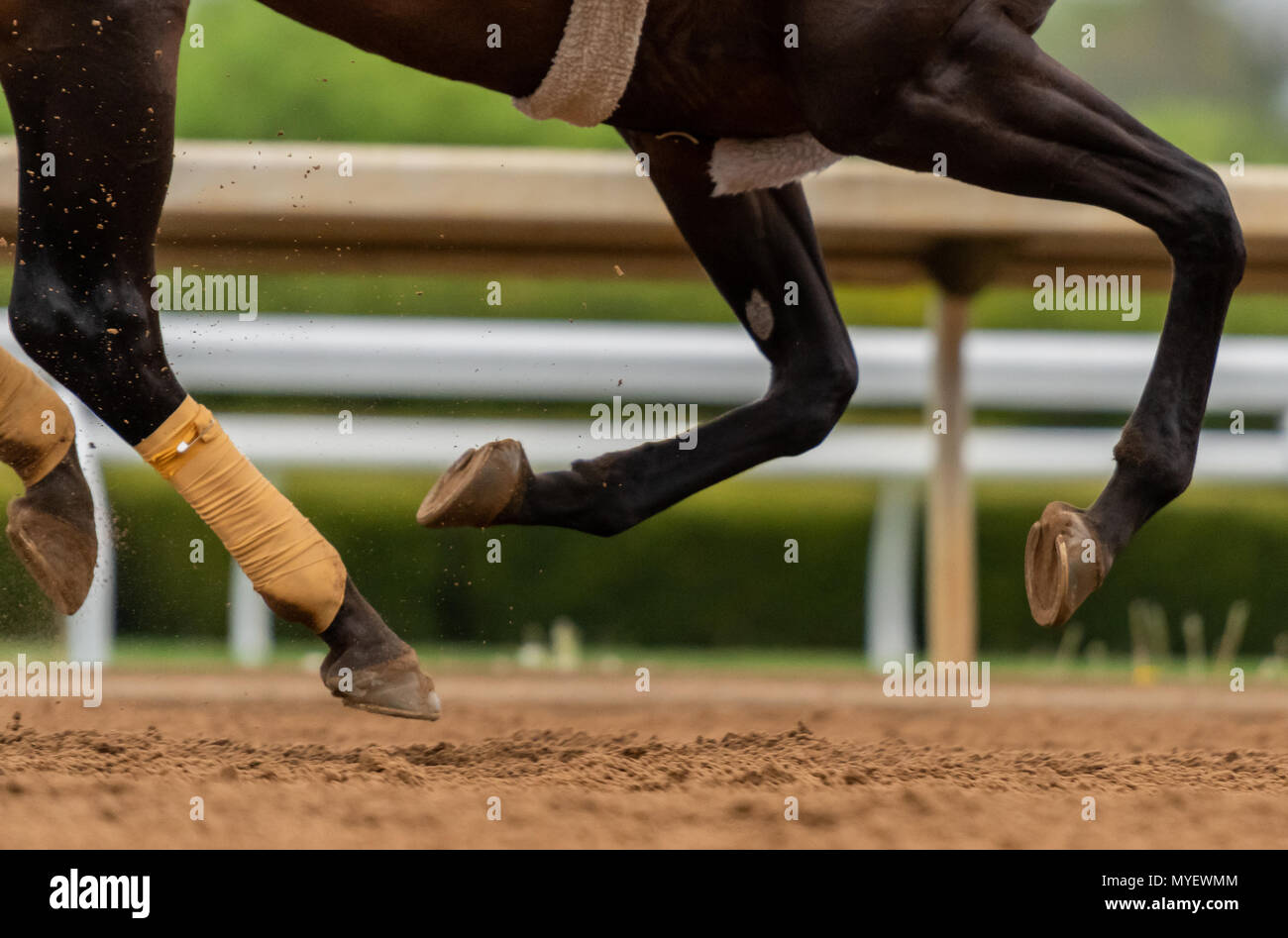 Close Up of Horse Legs All Off The Ground running over dirt track Stock ...