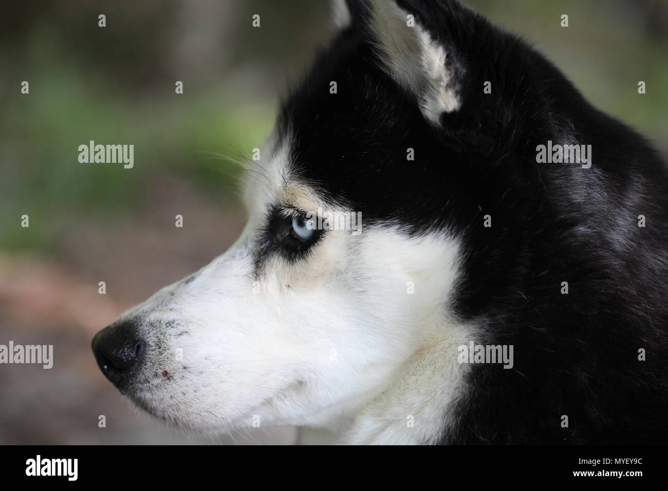profile of Siberian husky Stock Photo - Alamy