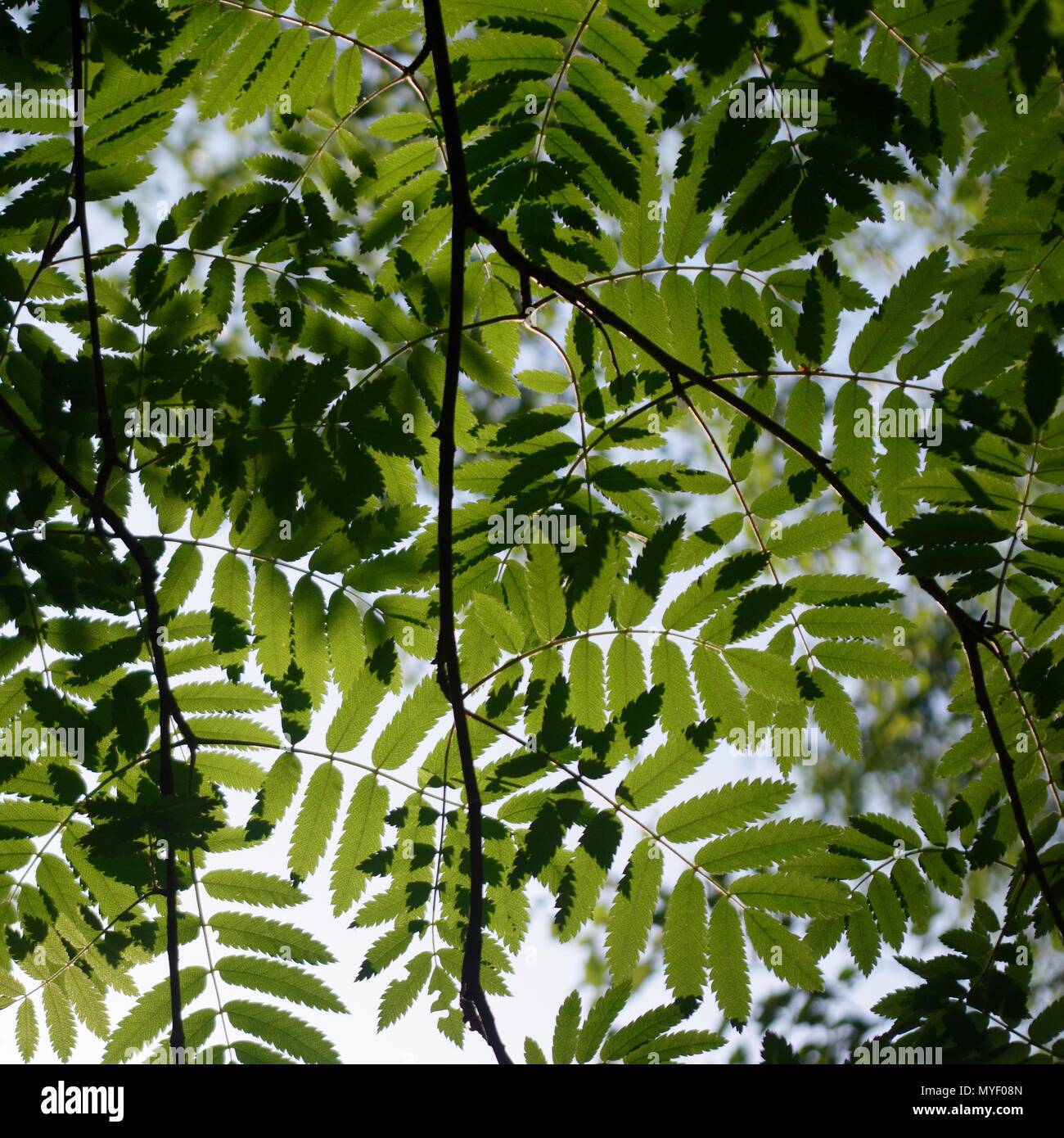 Rowan Leaves Stock Photos & Rowan Leaves Stock Images - Alamy