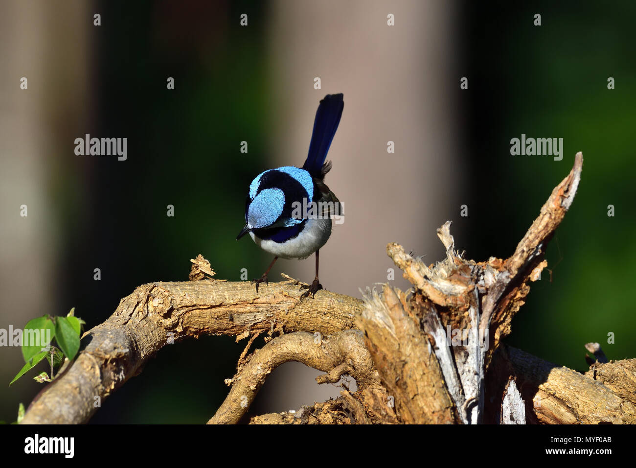 Australian Juvenile Male Superb Fairy Wren Malurus Cyaneus High ...