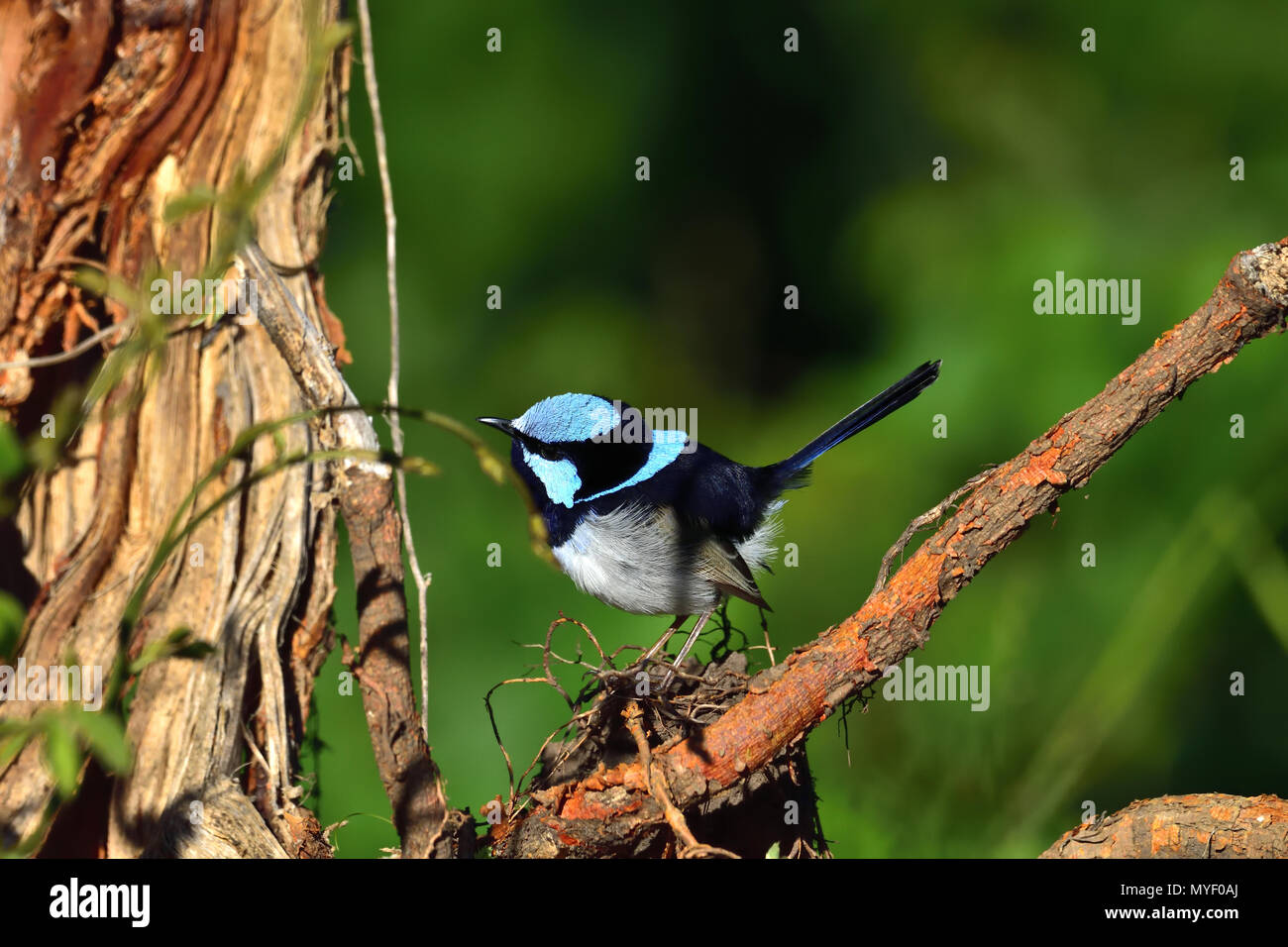 Australian Juvenile Male Superb Fairy Wren Malurus Cyaneus High ...