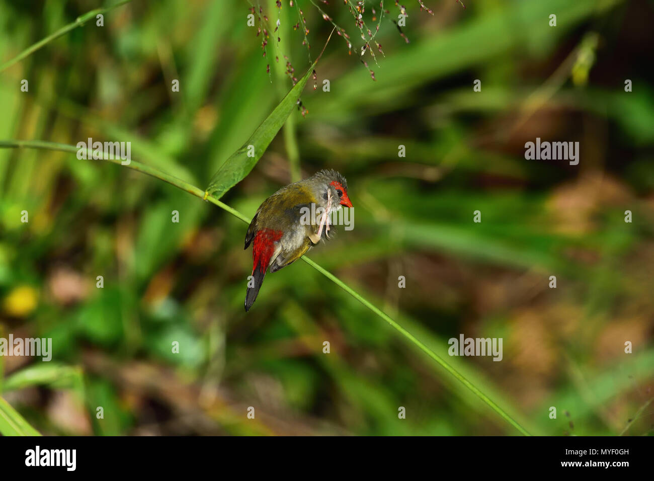 Australian Red Browed Finch High Resolution Stock Photography and ...