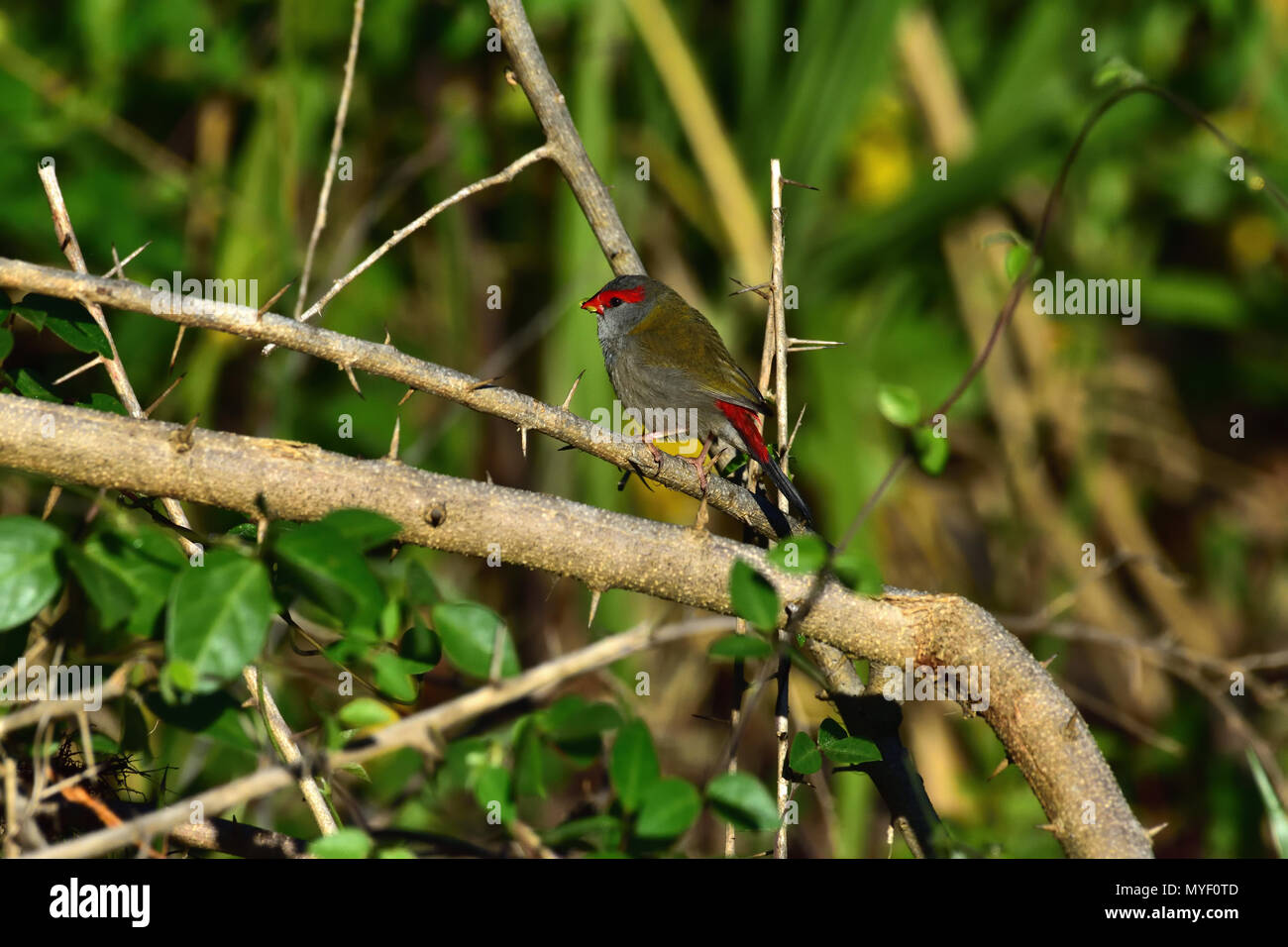 Australian Red Browed Finch High Resolution Stock Photography and ...