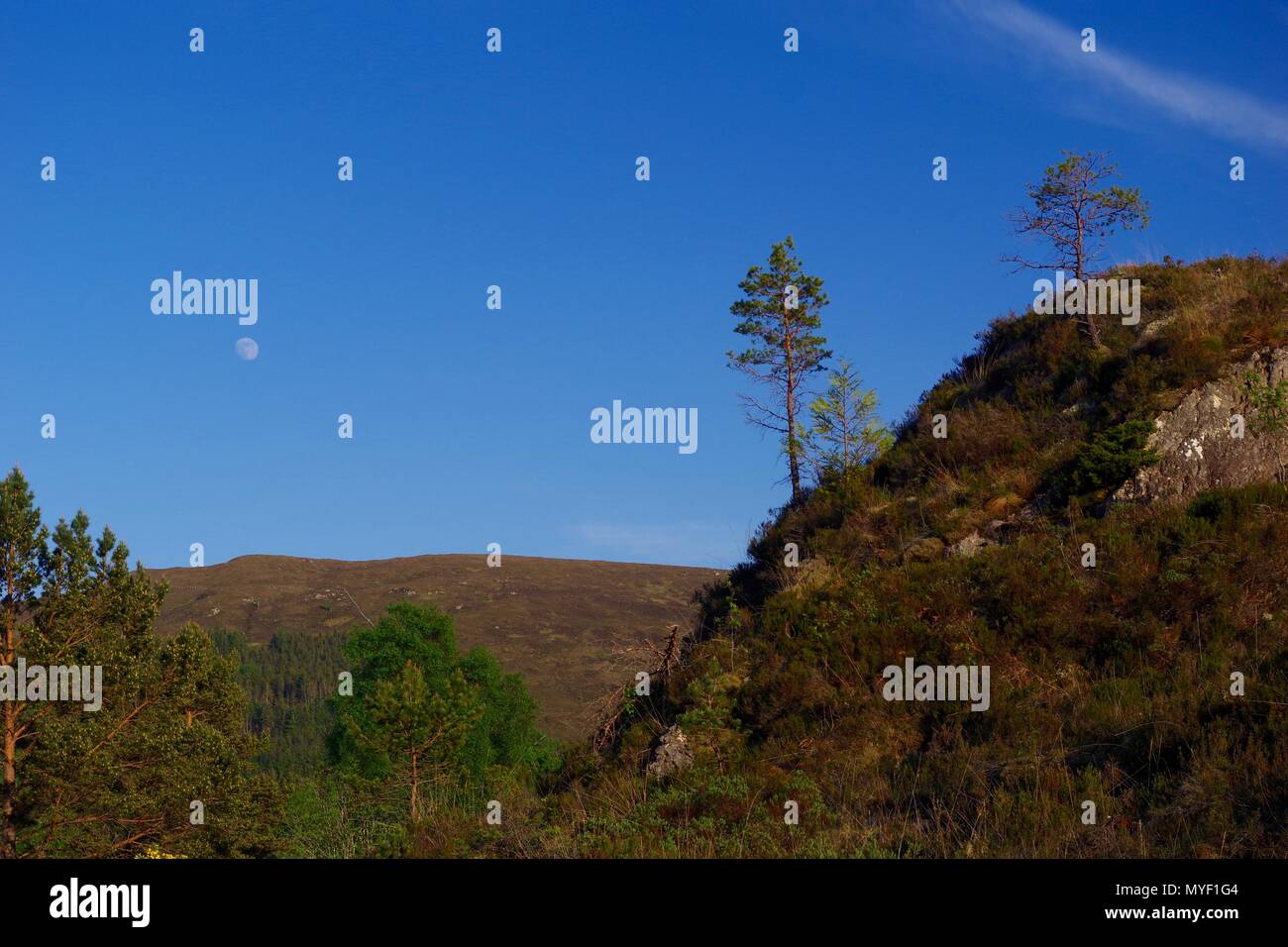 Scots Pine Trees (Pinus sylvestris) on a Heather Hillside on a Sunny ...