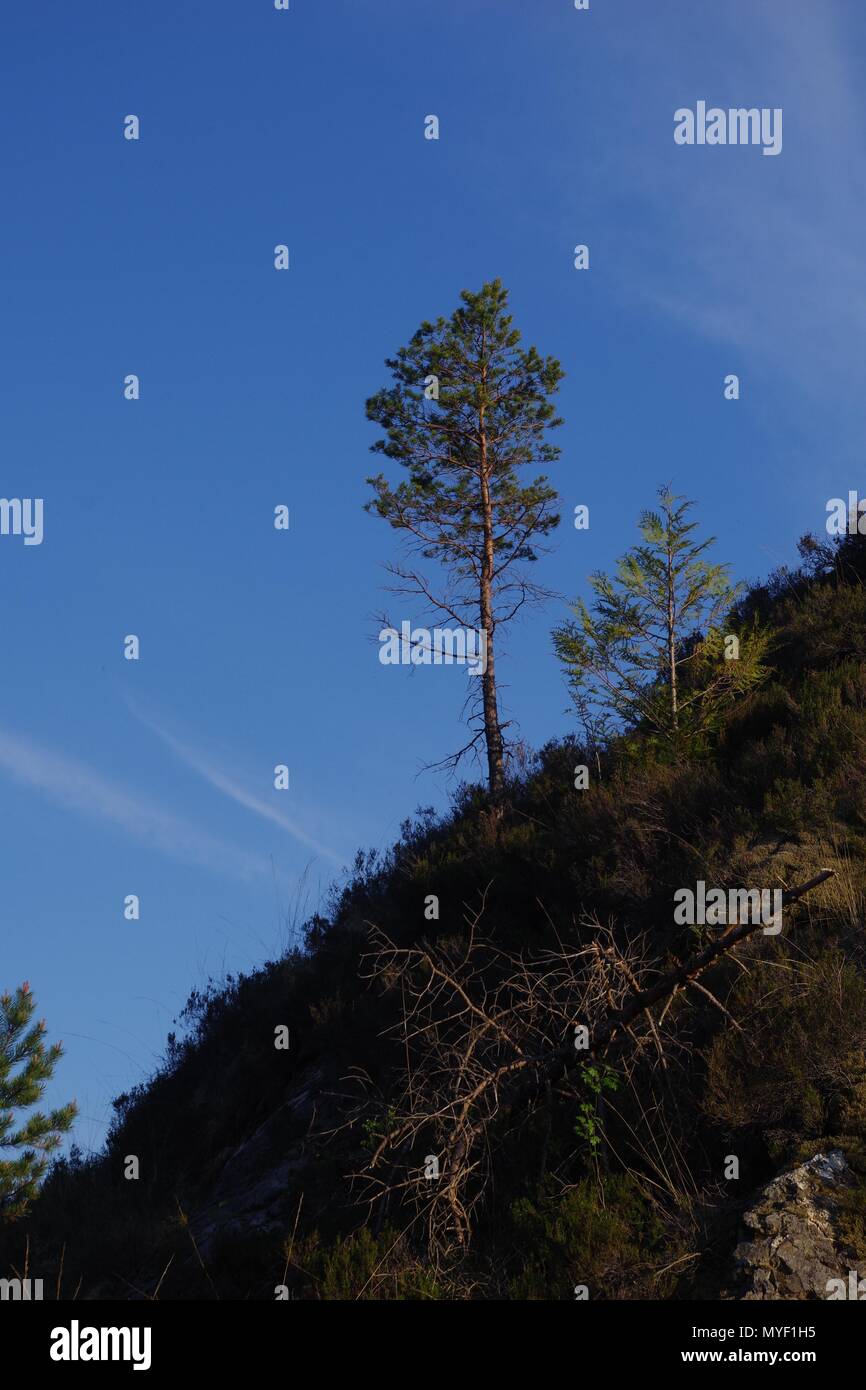 Scots Pine Trees (Pinus sylvestris) on a Heather Hillside on a Sunny ...