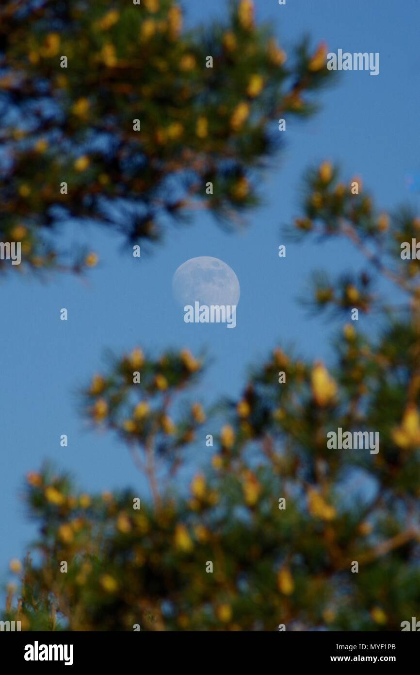 Moon Through Tree Branches High Resolution Stock Photography and Images ...