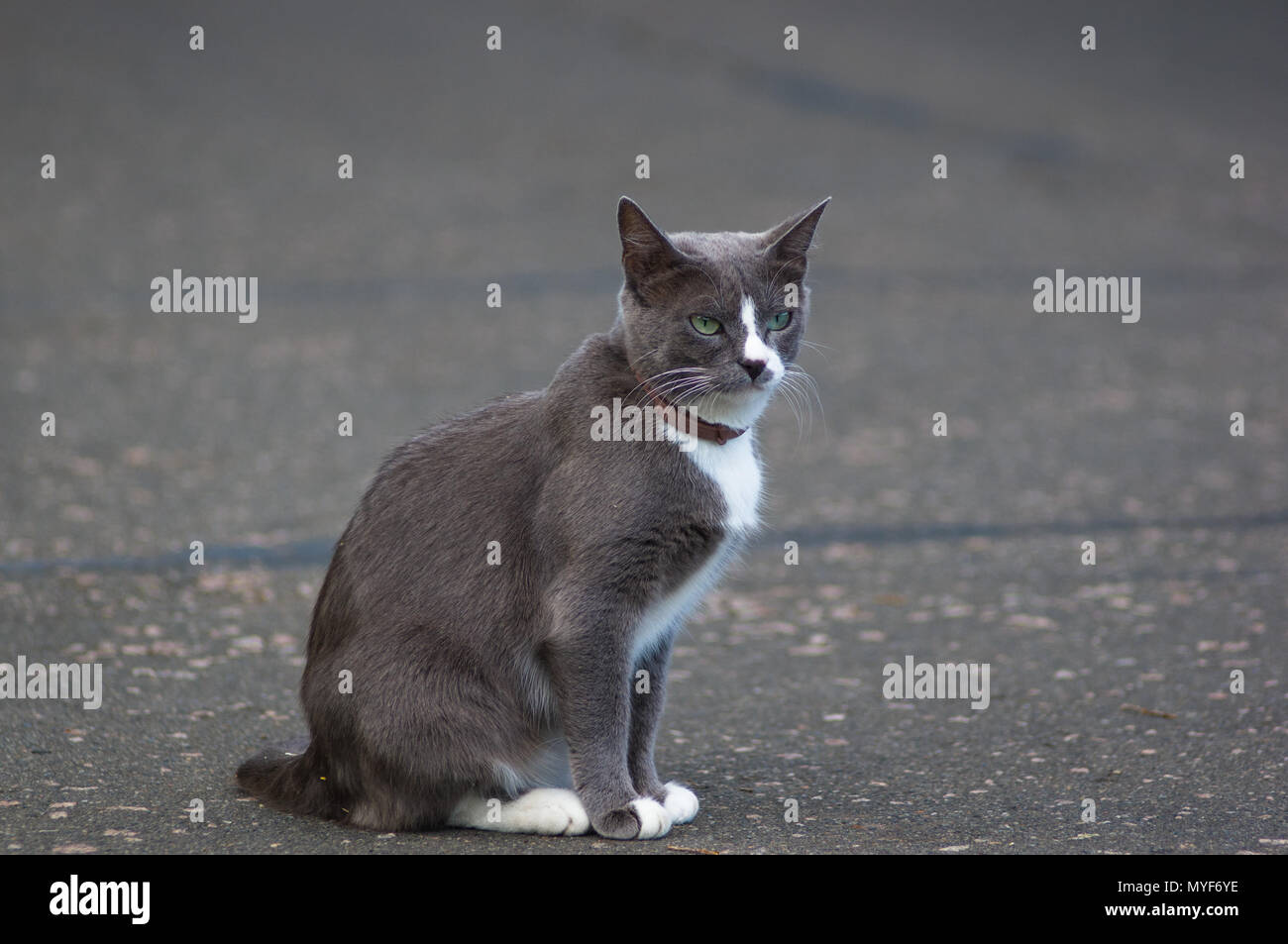 Two tone cat hi-res stock photography and images - Alamy