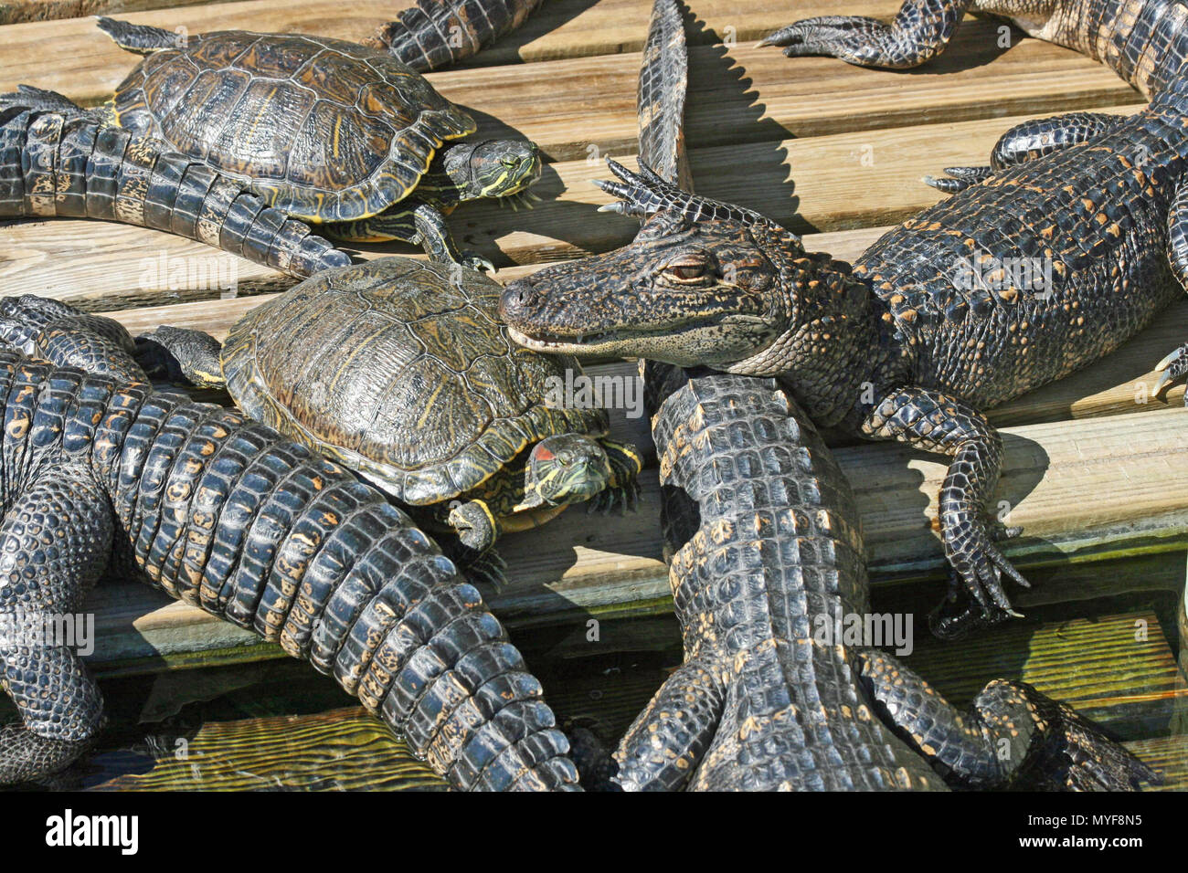 Alligators and turtles - Florida Stock Photo - Alamy