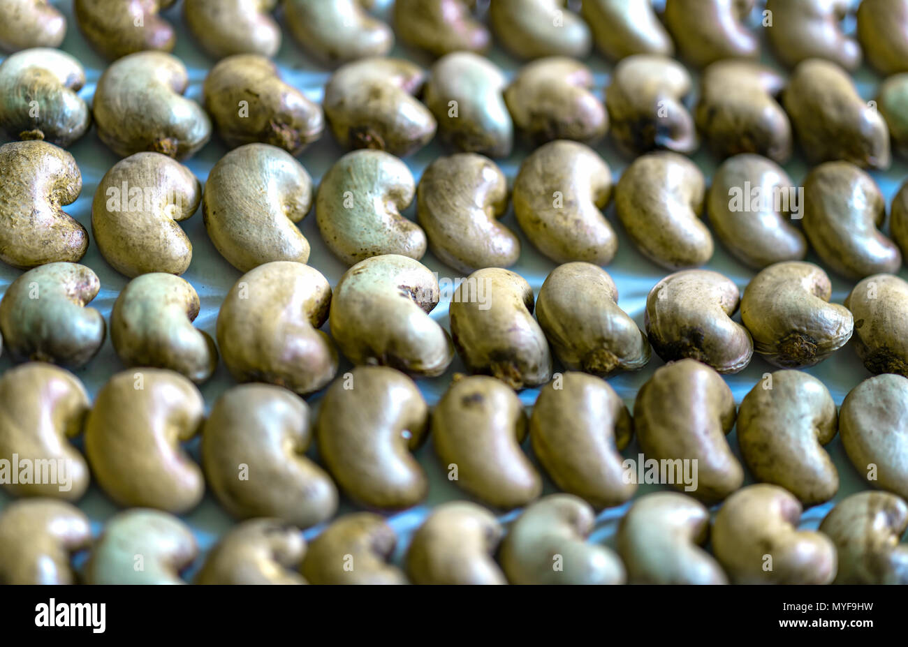 Raw cashew nuts martial intact after the harvest, this is more ...