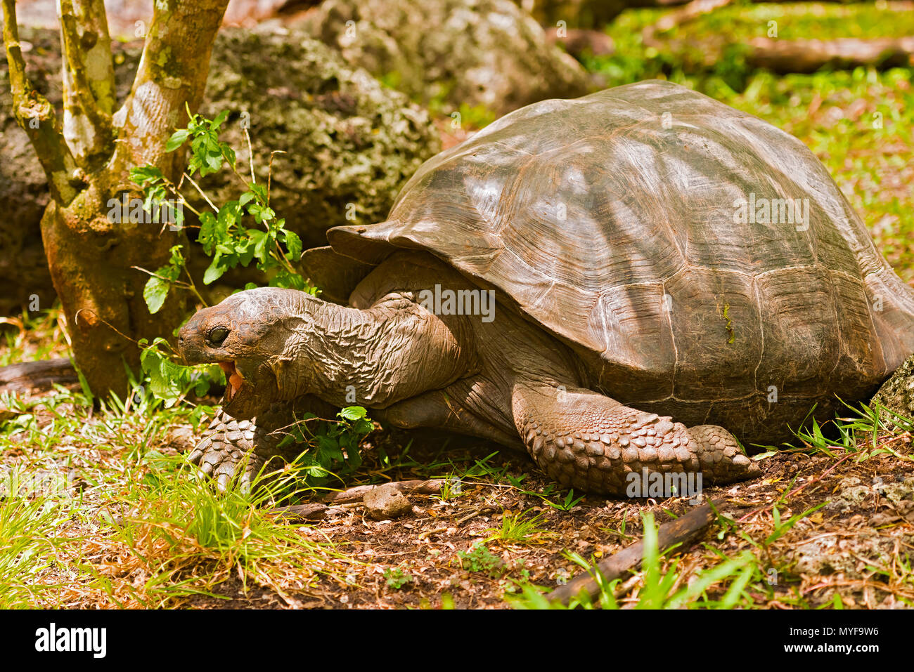 Giant turtle Florena Island. Galapagos turtle is the largest living ...