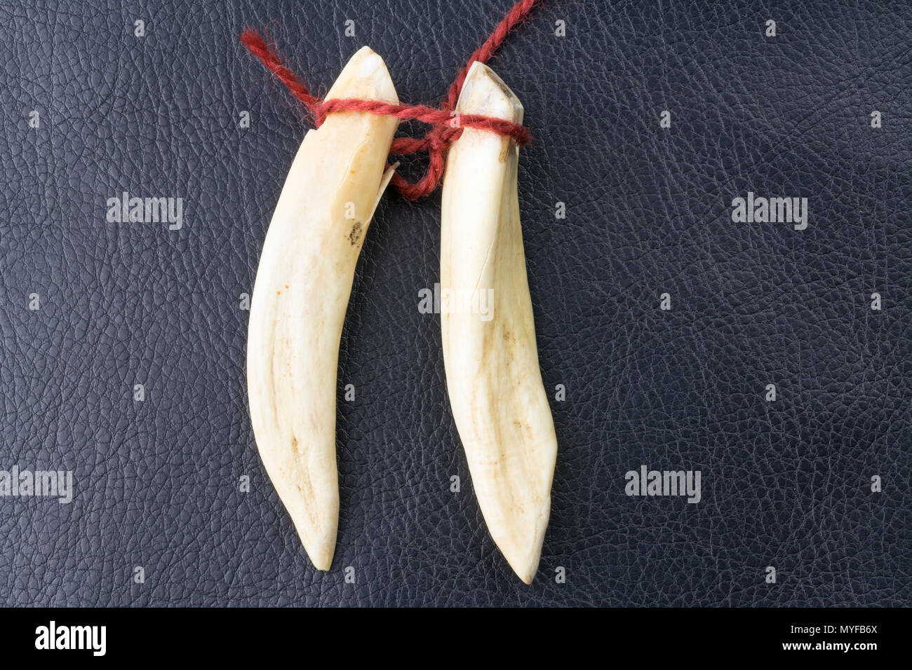 Bone and string hi-res stock photography and images - Alamy
