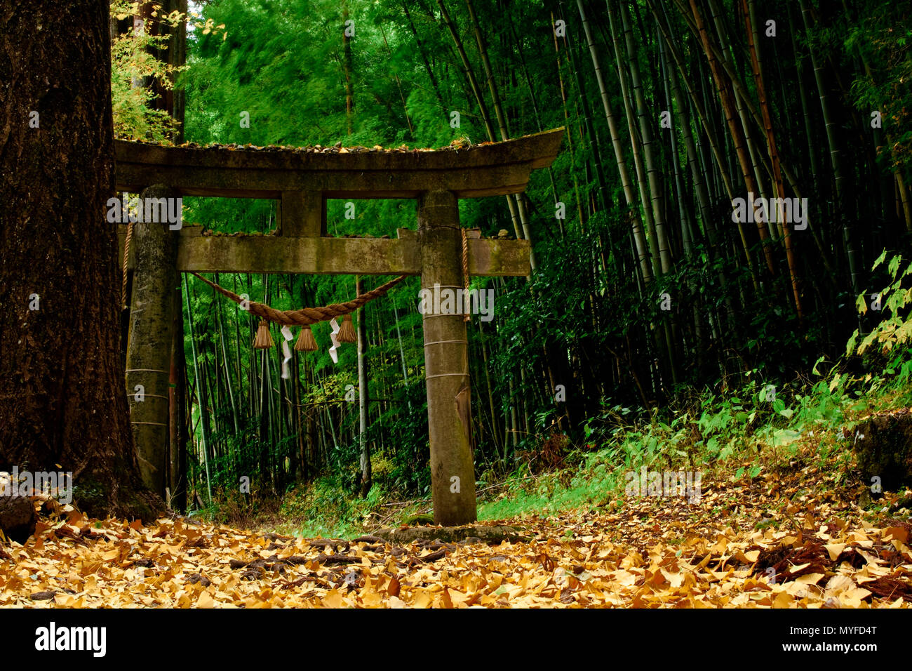 Bamboo gate hi-res stock photography and images - Alamy