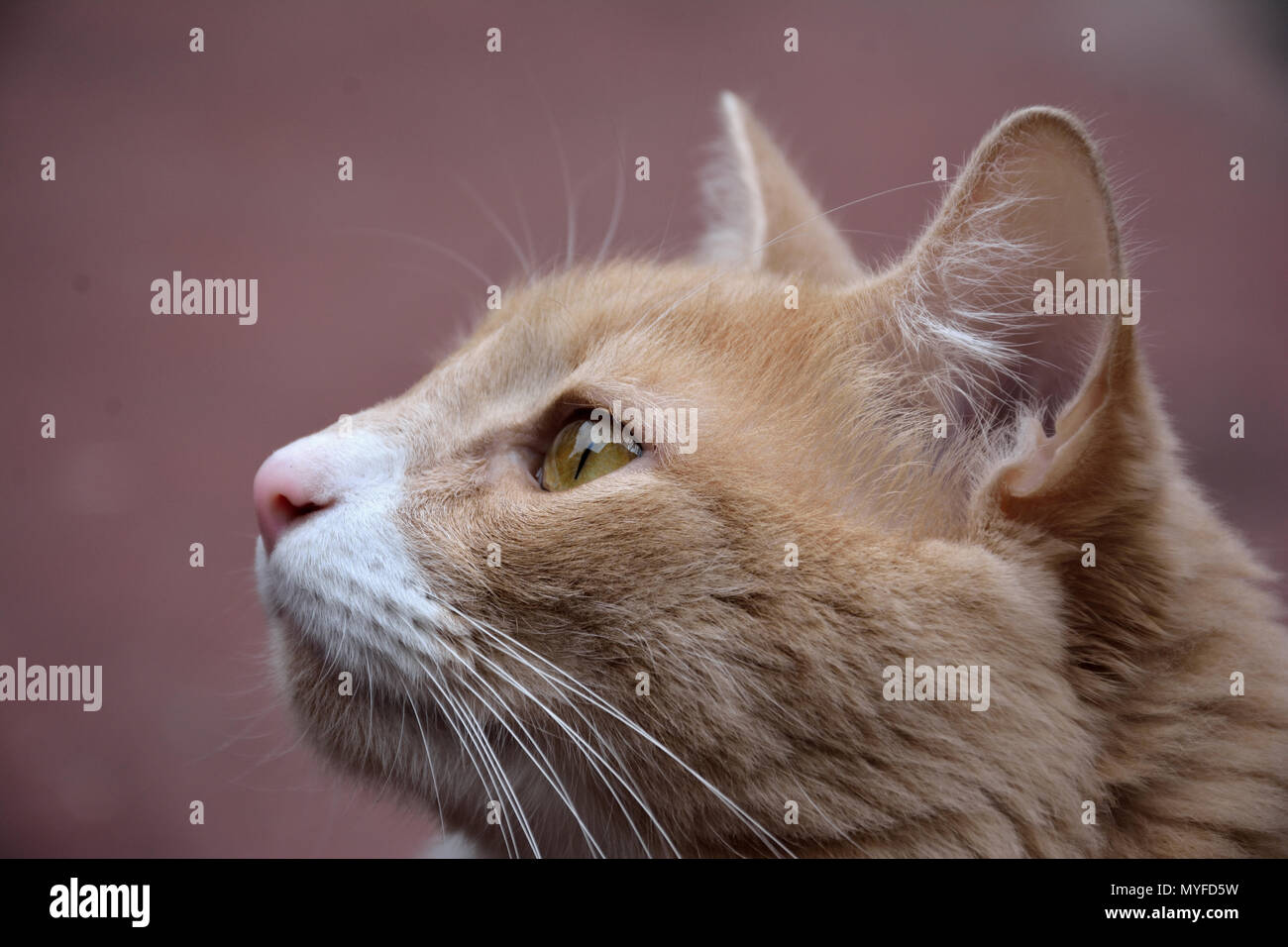 First close-up of domestic cat face looking intently Stock Photo - Alamy