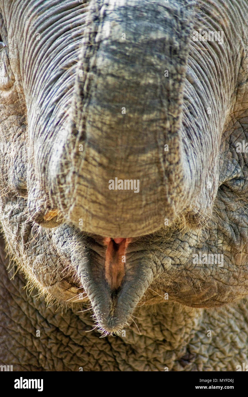 closeup of elephant opening mouth, elephant smile Stock Photo - Alamy