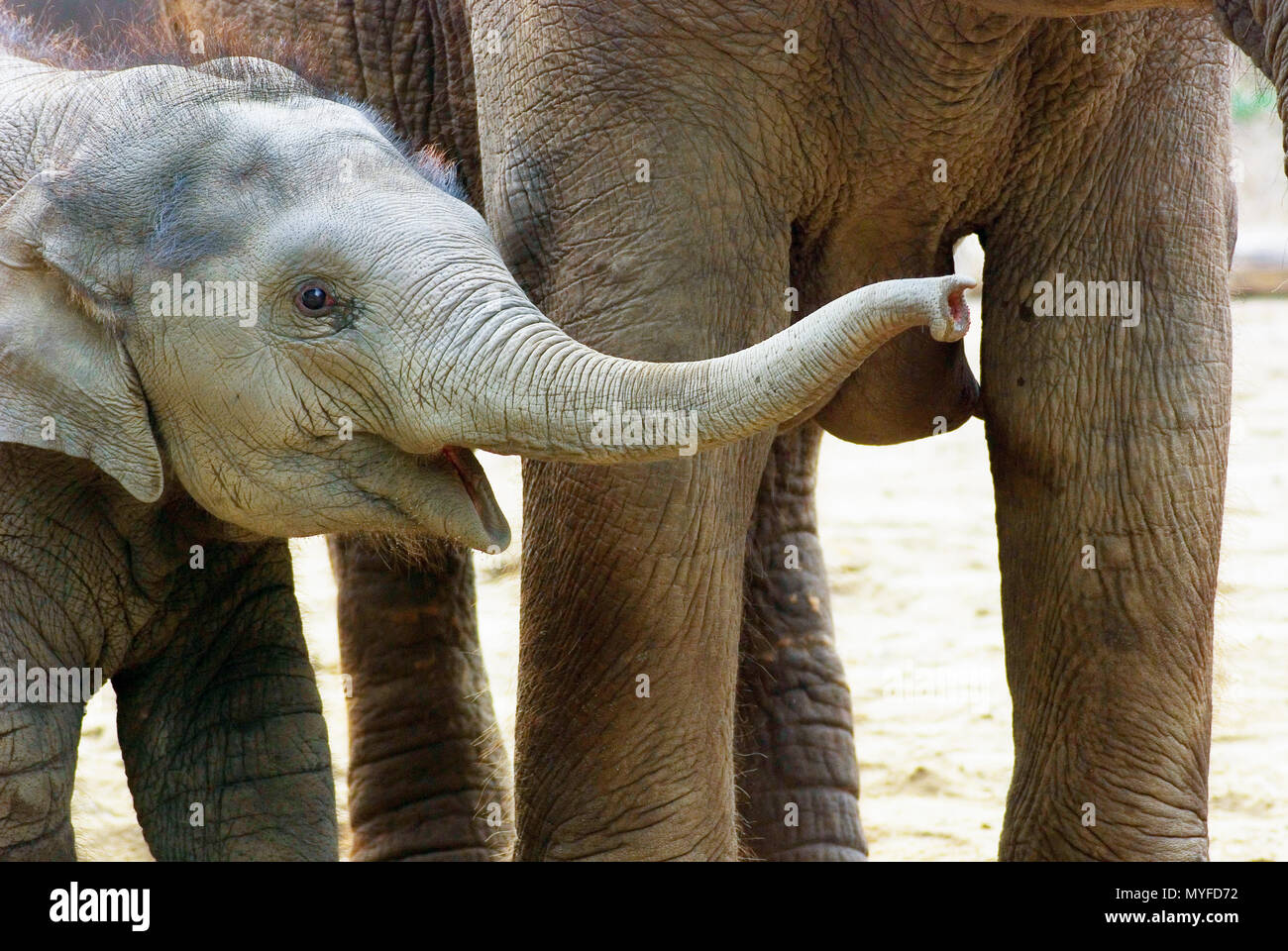 elephant baby and family Stock Photo - Alamy