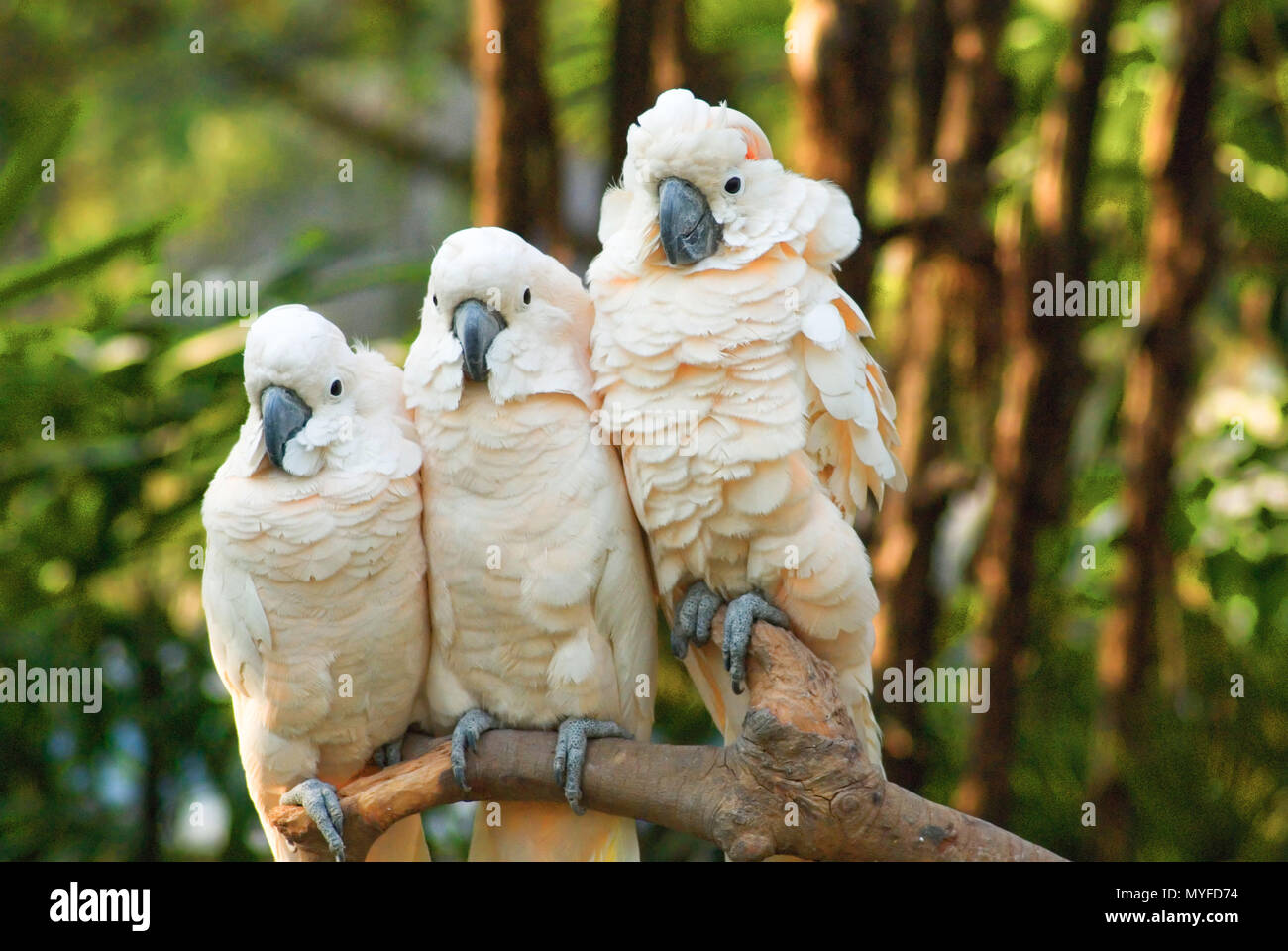 Three vultures hi-res stock photography and images - Alamy